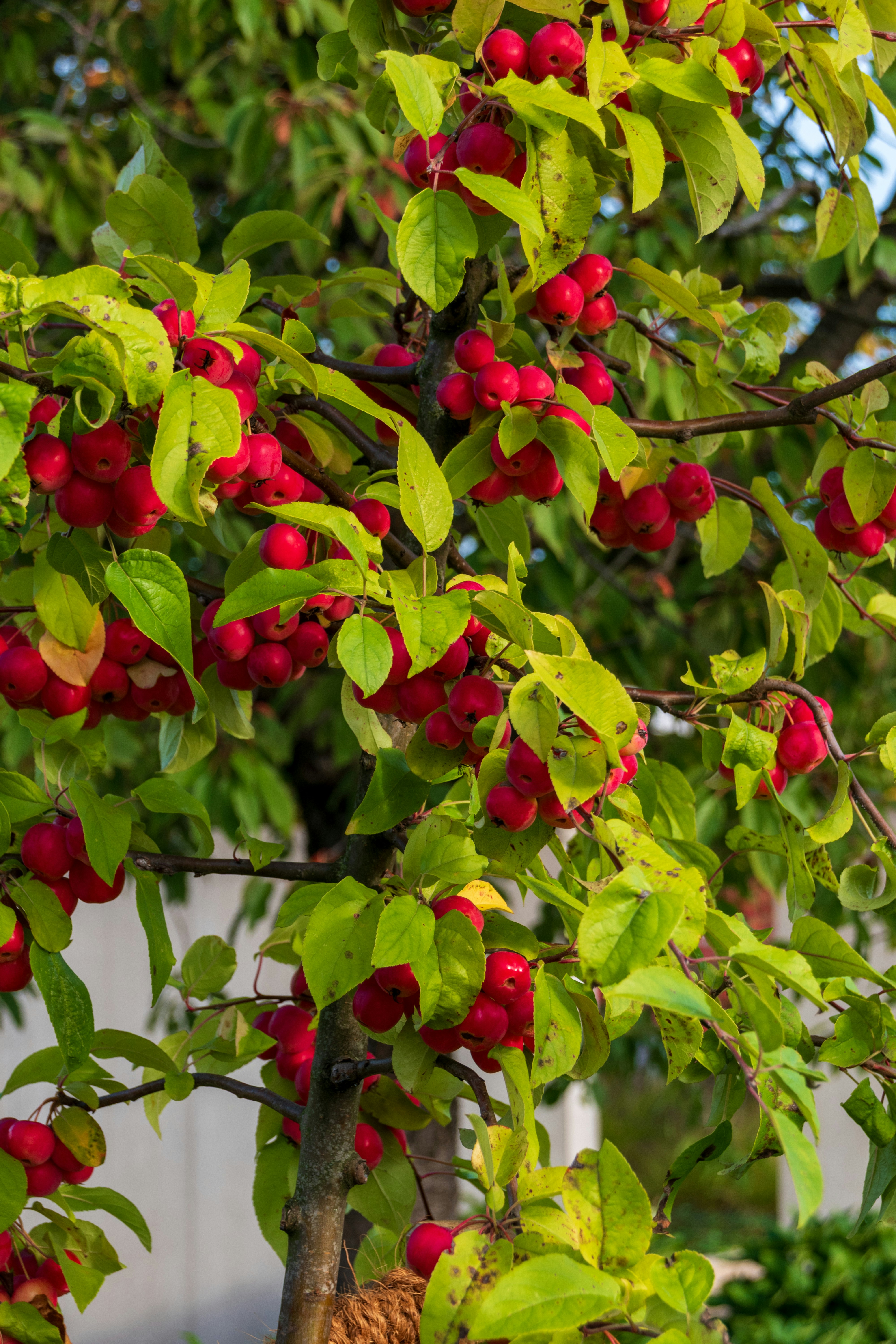 Crimson Berries Weaving Through a Lush Green Canopy
