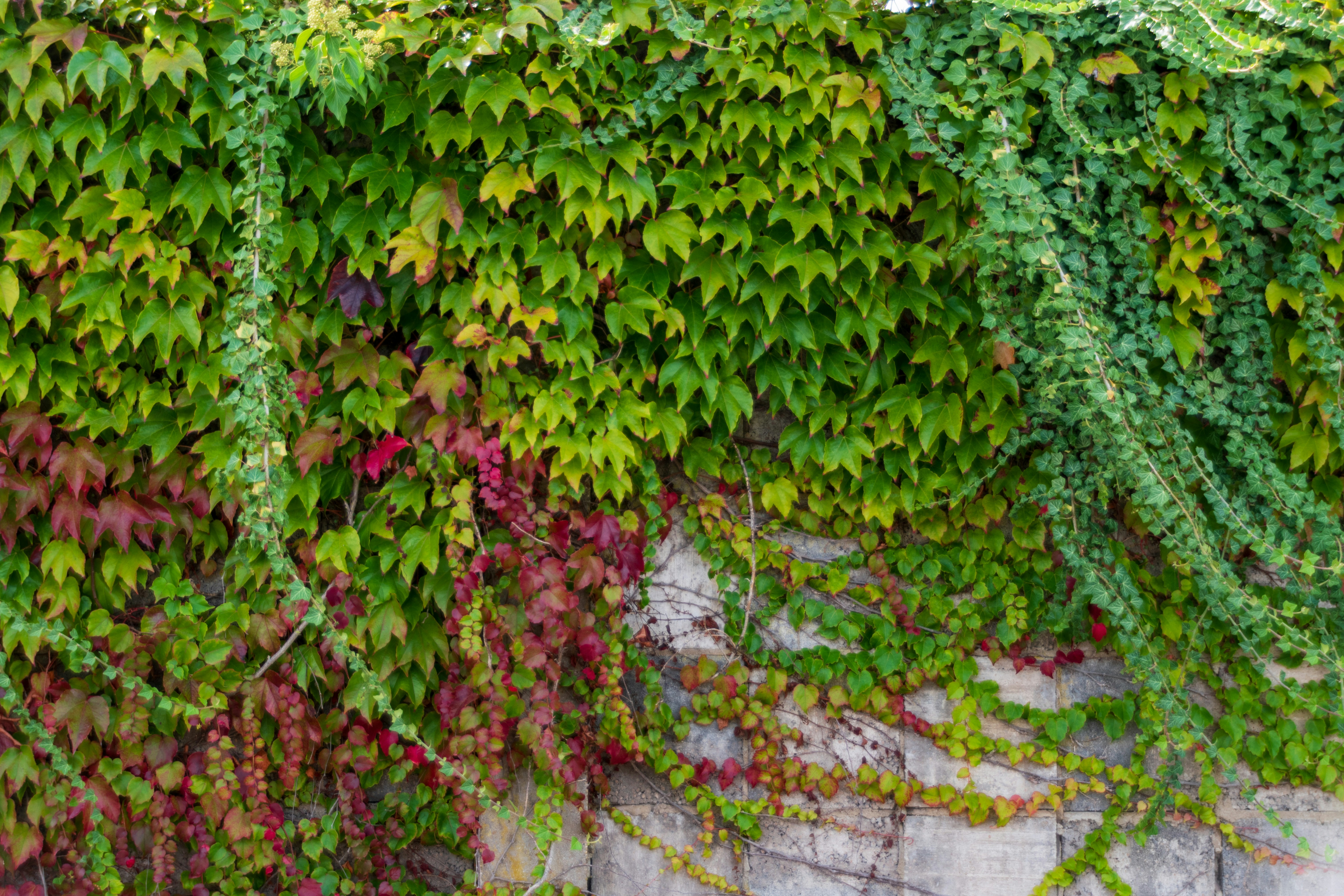 Lush vines and ivy create a vibrant tapestry of greens and reds, showcasing the beauty of nature's growth on a weathered wall.