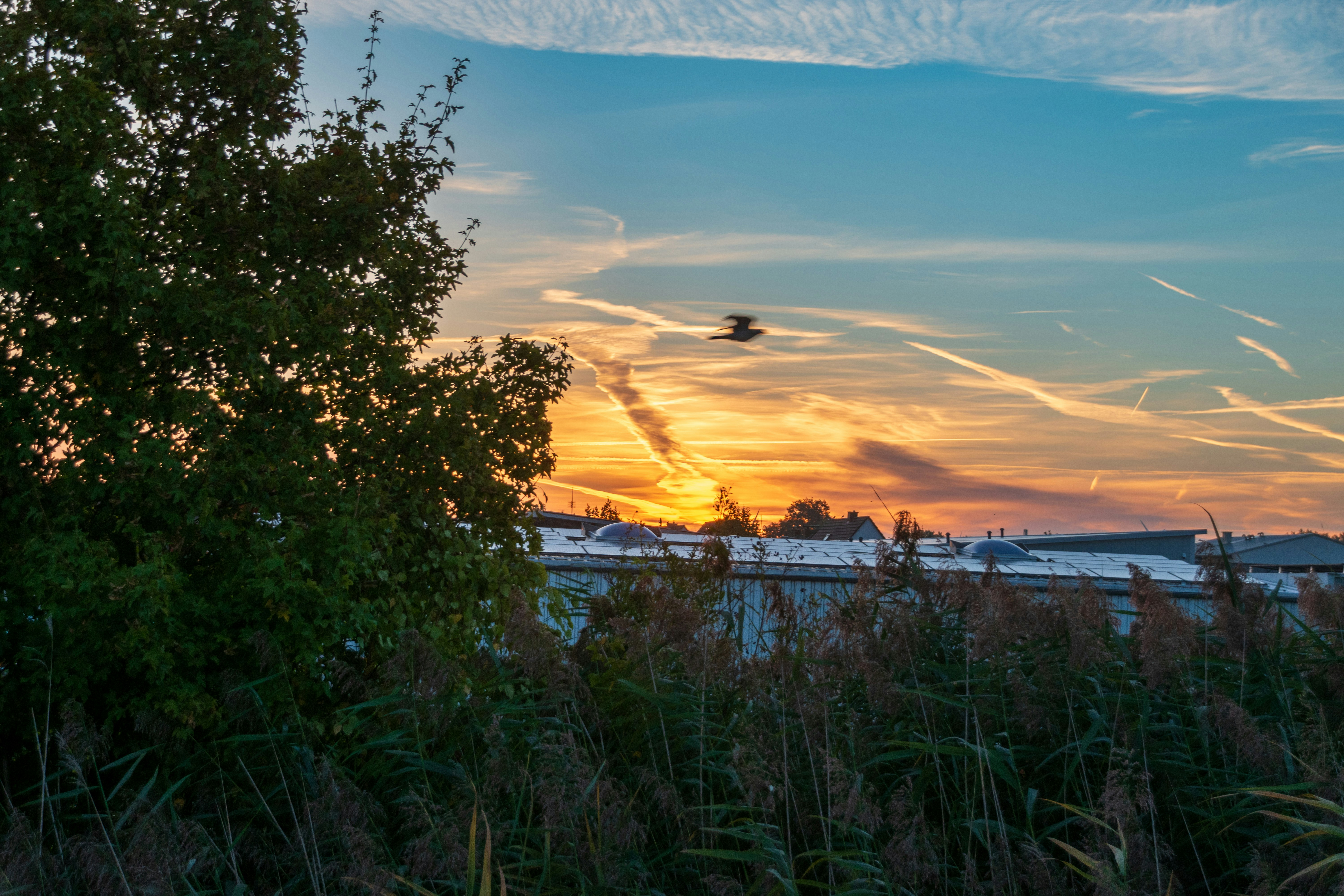 Whispers of Twilight: Nature's Canvas