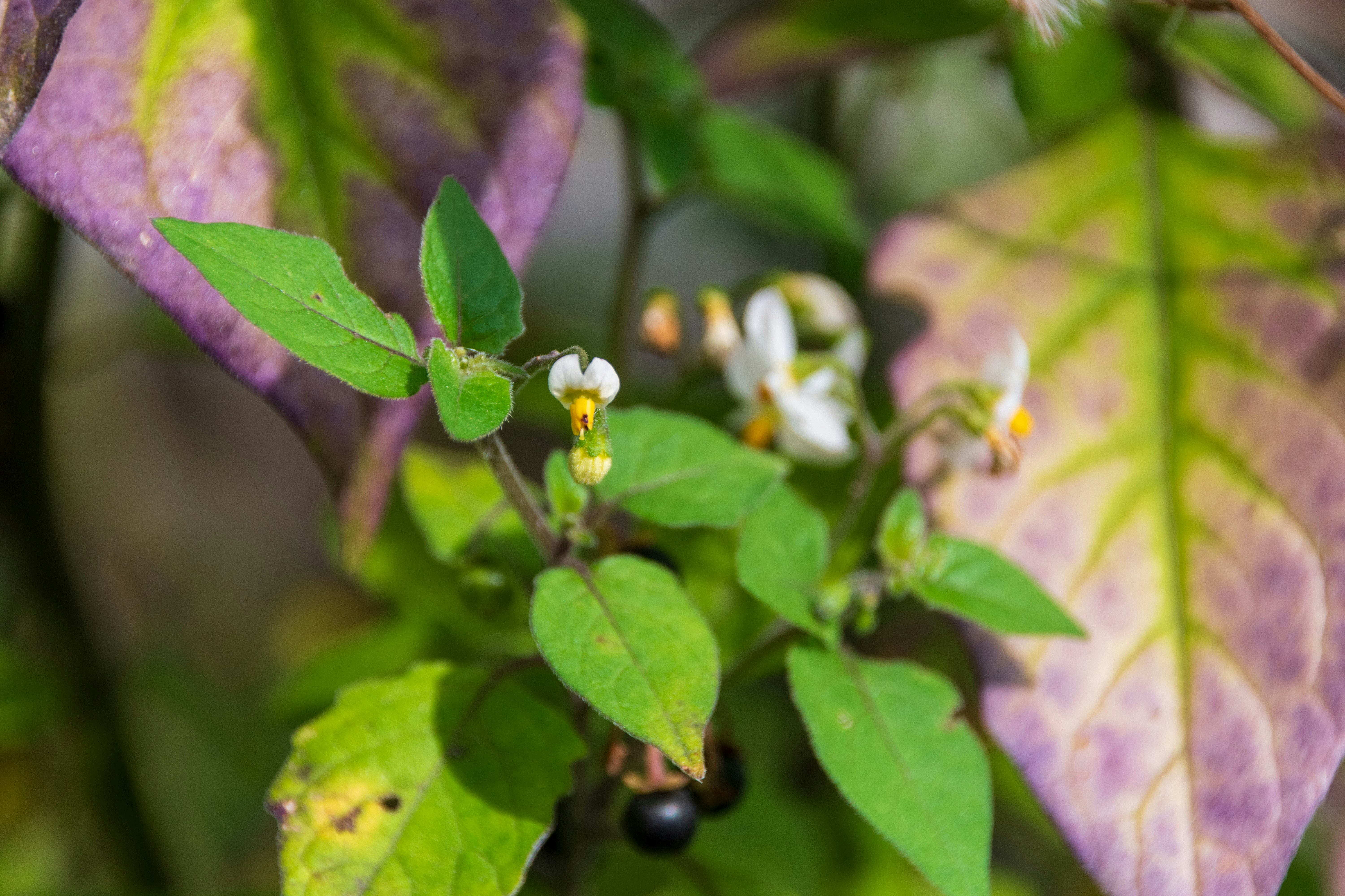Tiny White Flowers Nestled in Variegated Foliage
