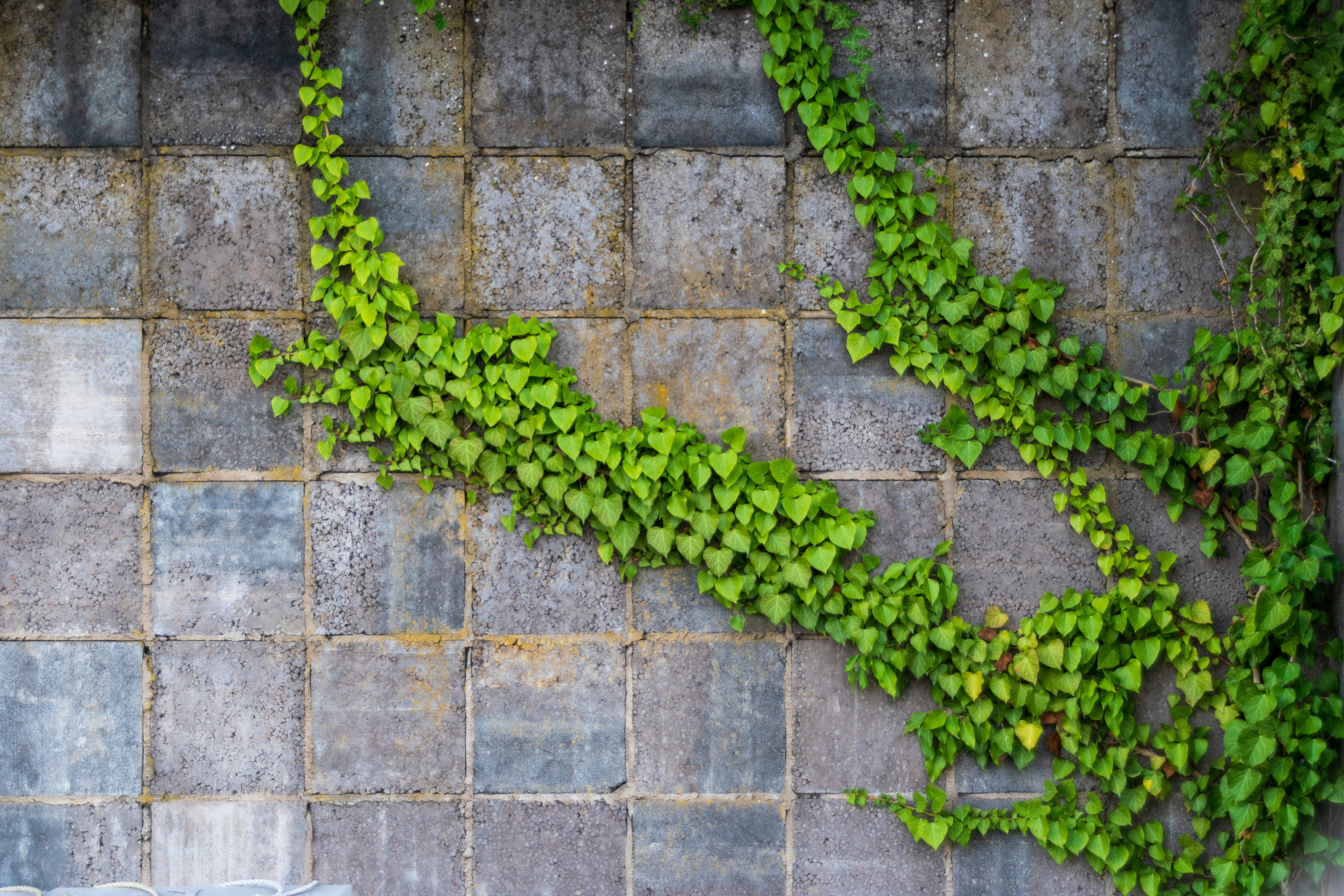Green vines climbing on a textured gray wall.