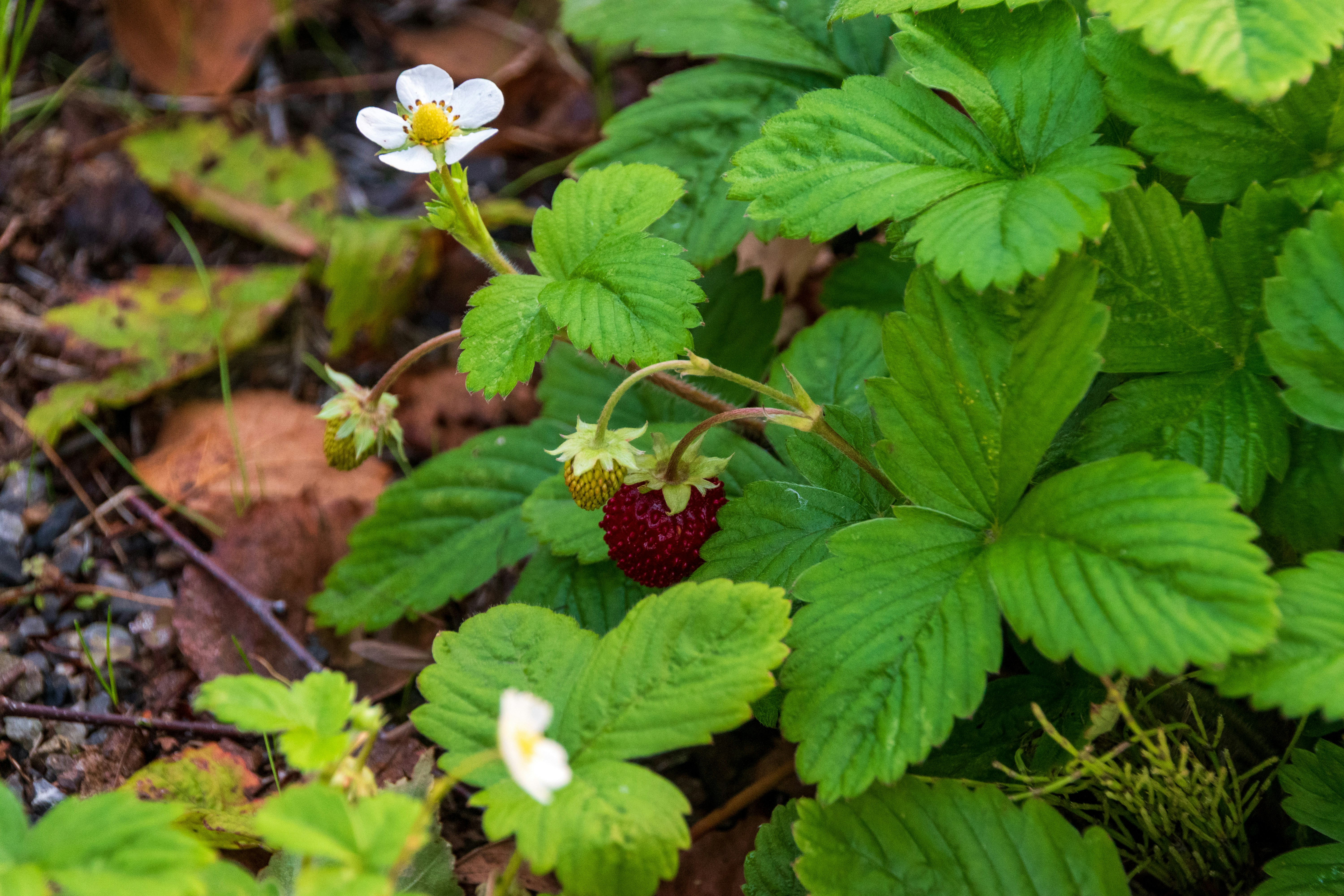 Photo by SK Strannik with Nikon D5500