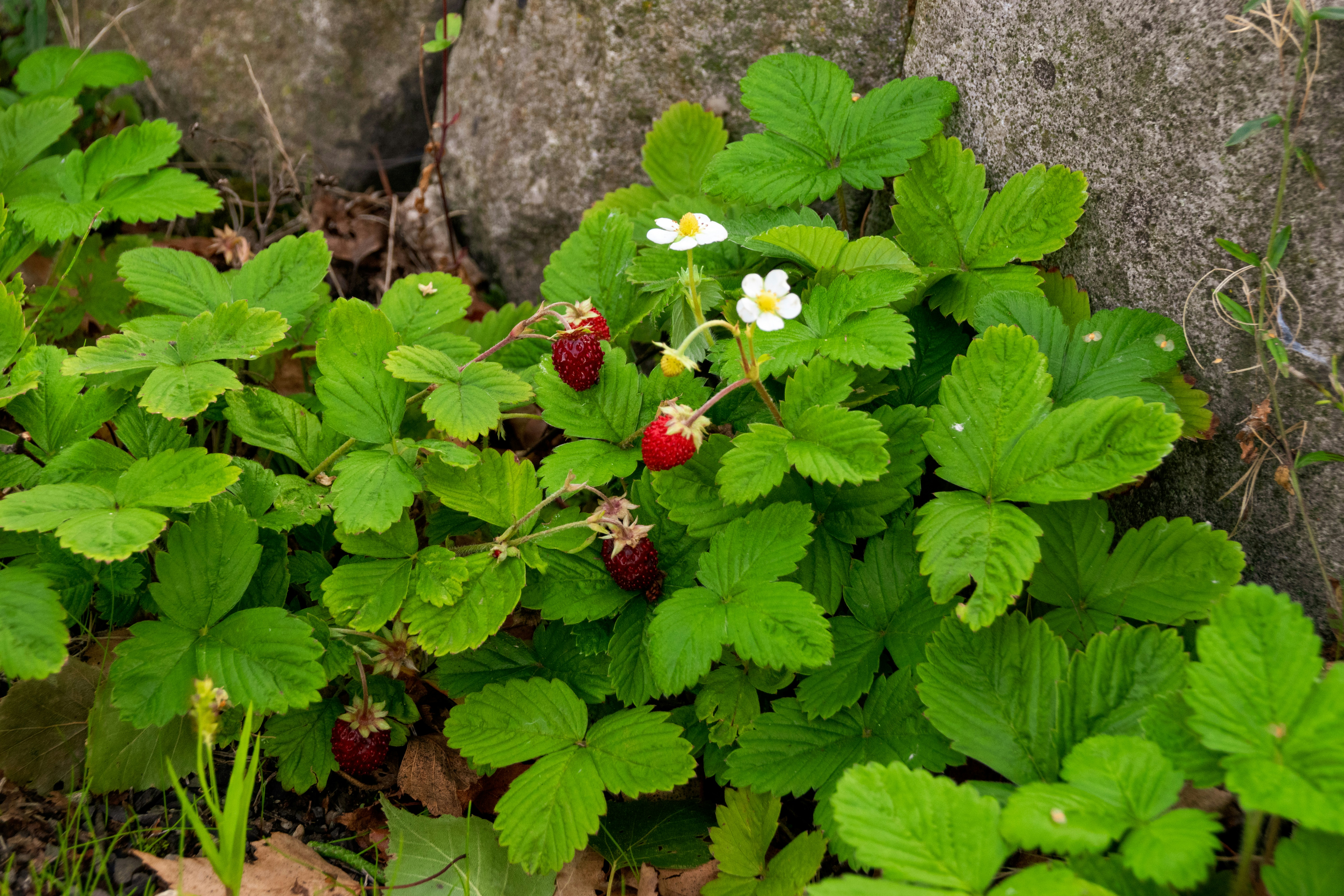 Stone-Bordered Strawberry Quietude: White Blossoms and Red Jewels