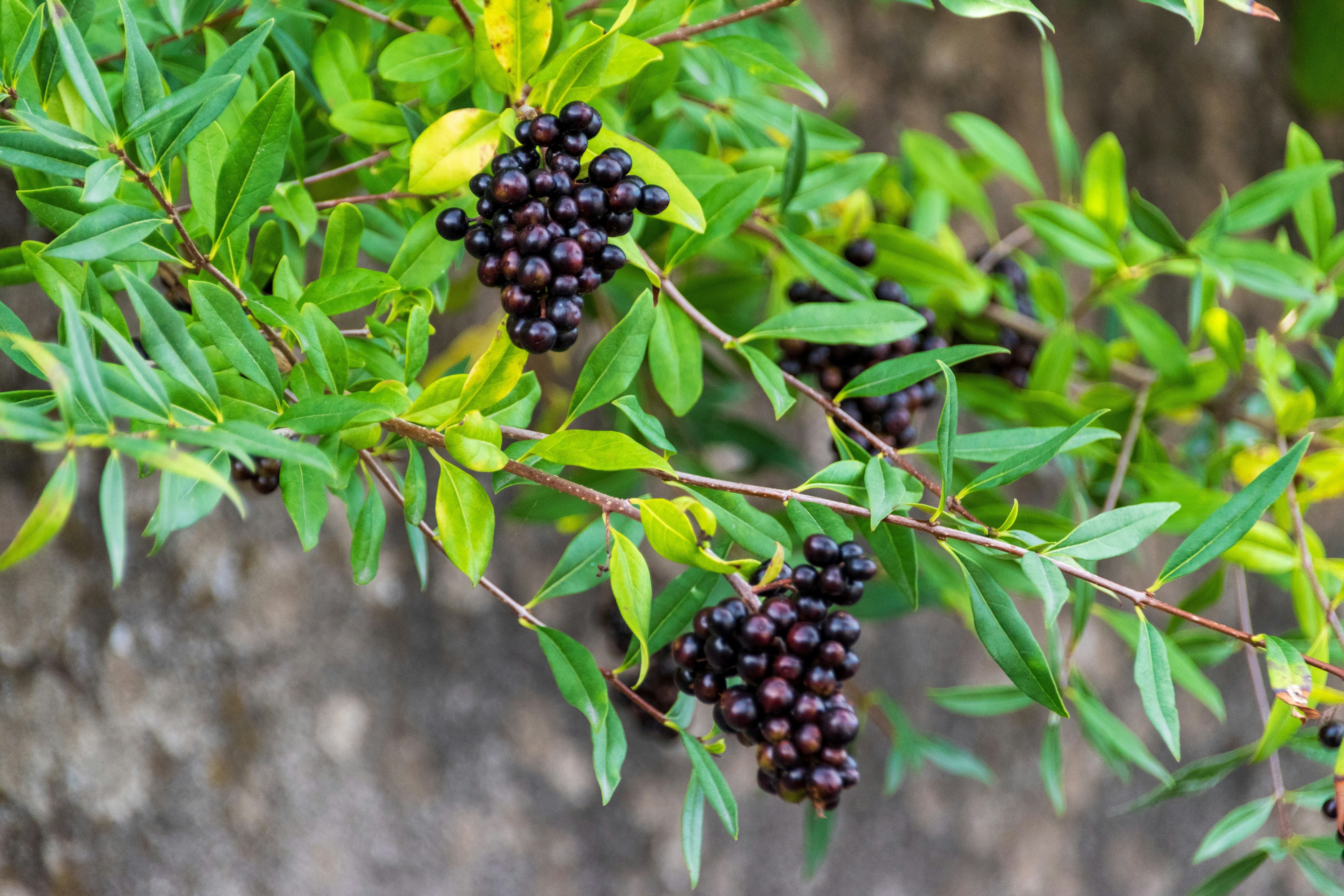 Photo by SK Strannik with Nikon D5500