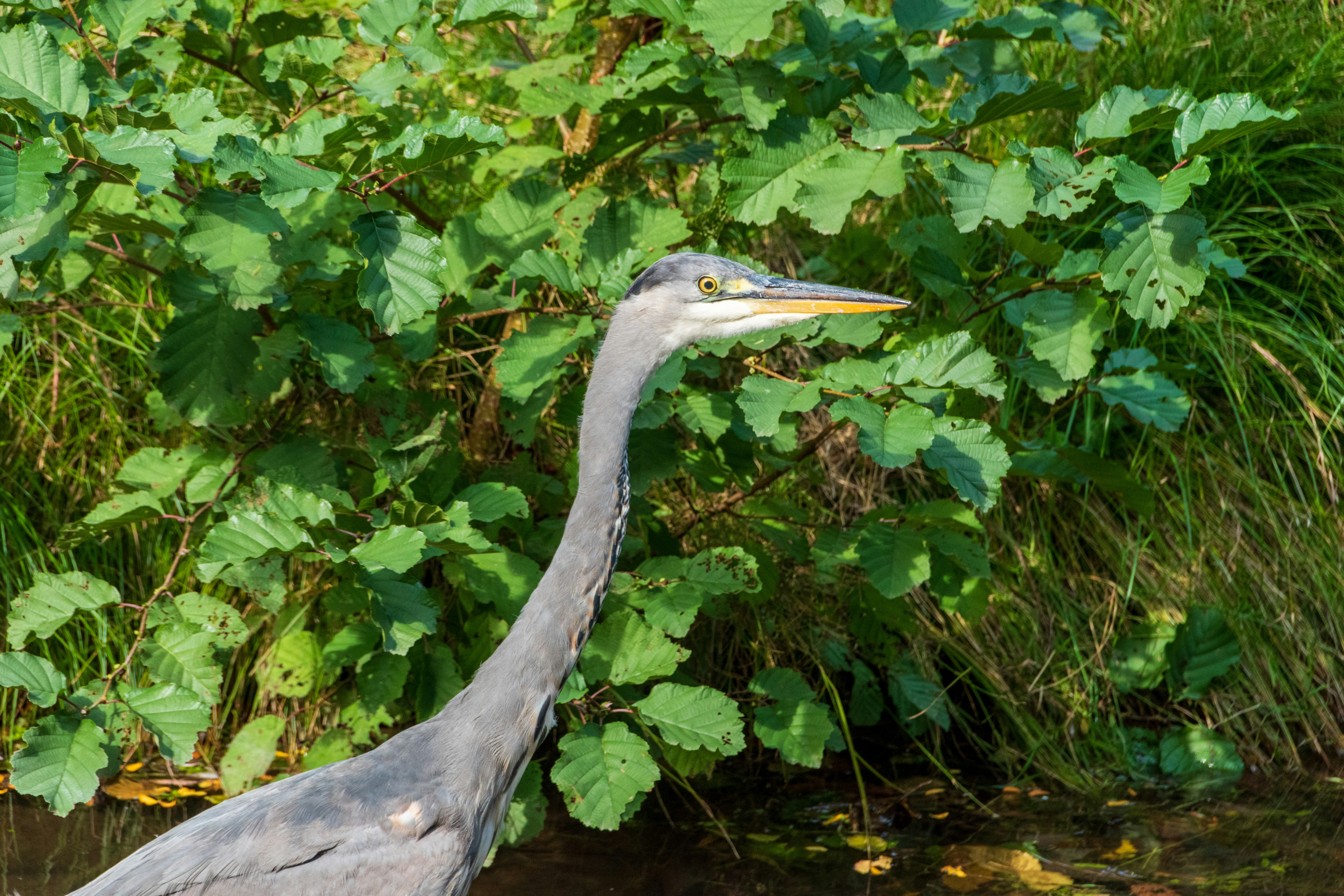 A great blue heron poised amidst lush green foliage, showcasing its elegant profile and keen gaze.