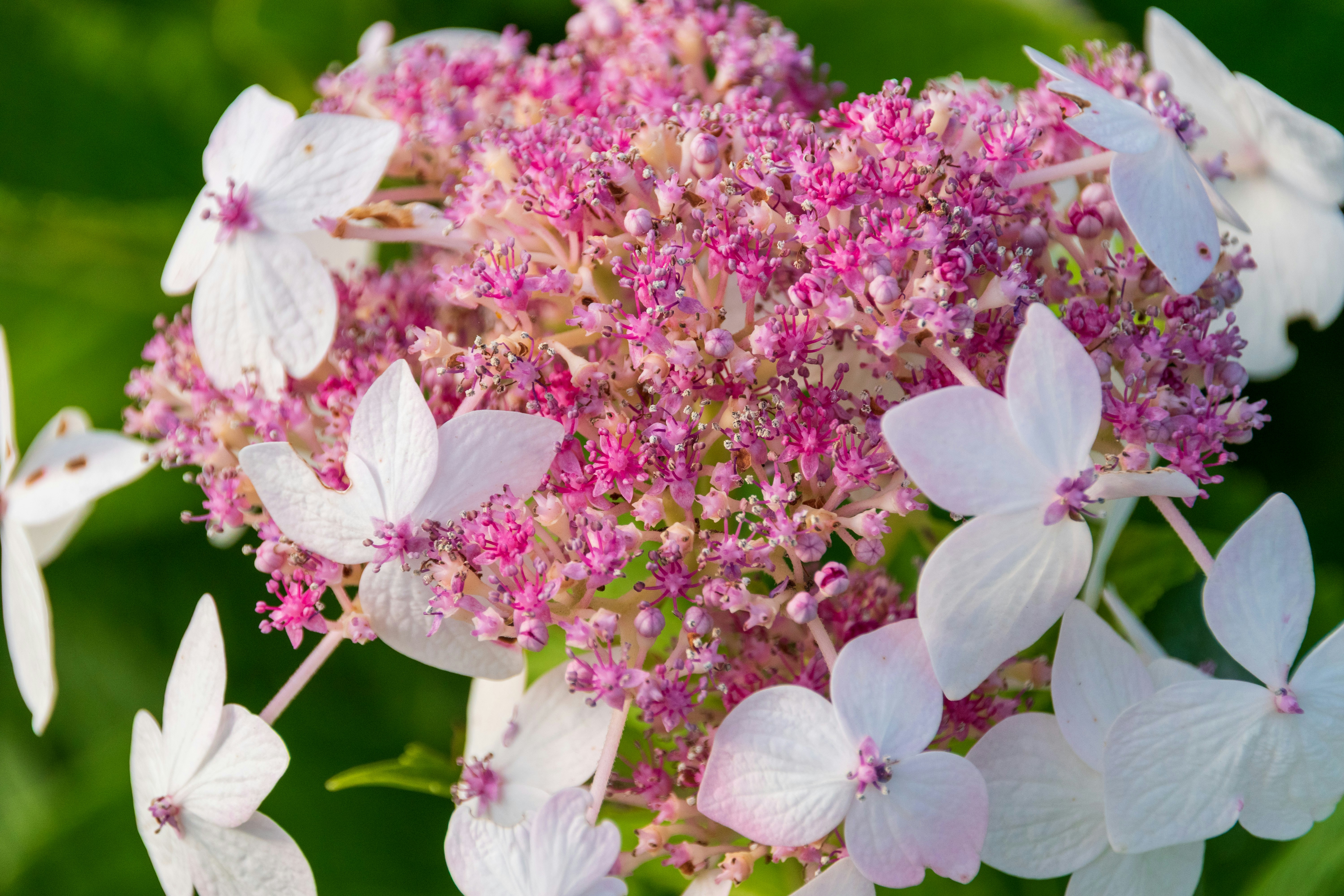 Delicate Harmony: A Floral Symphony in Pink and White