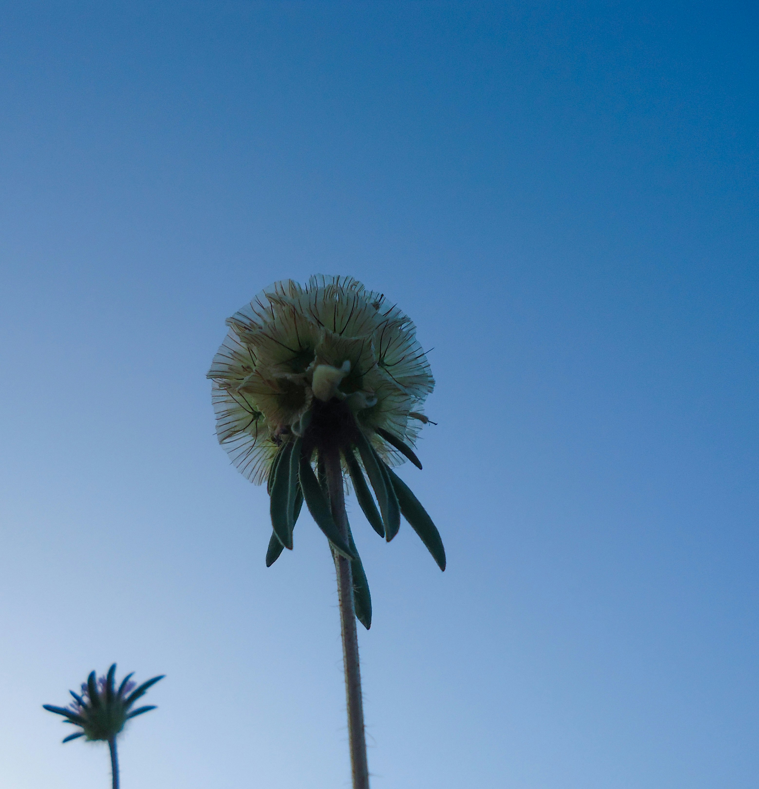 A delicate flower bud against a clear blue sky