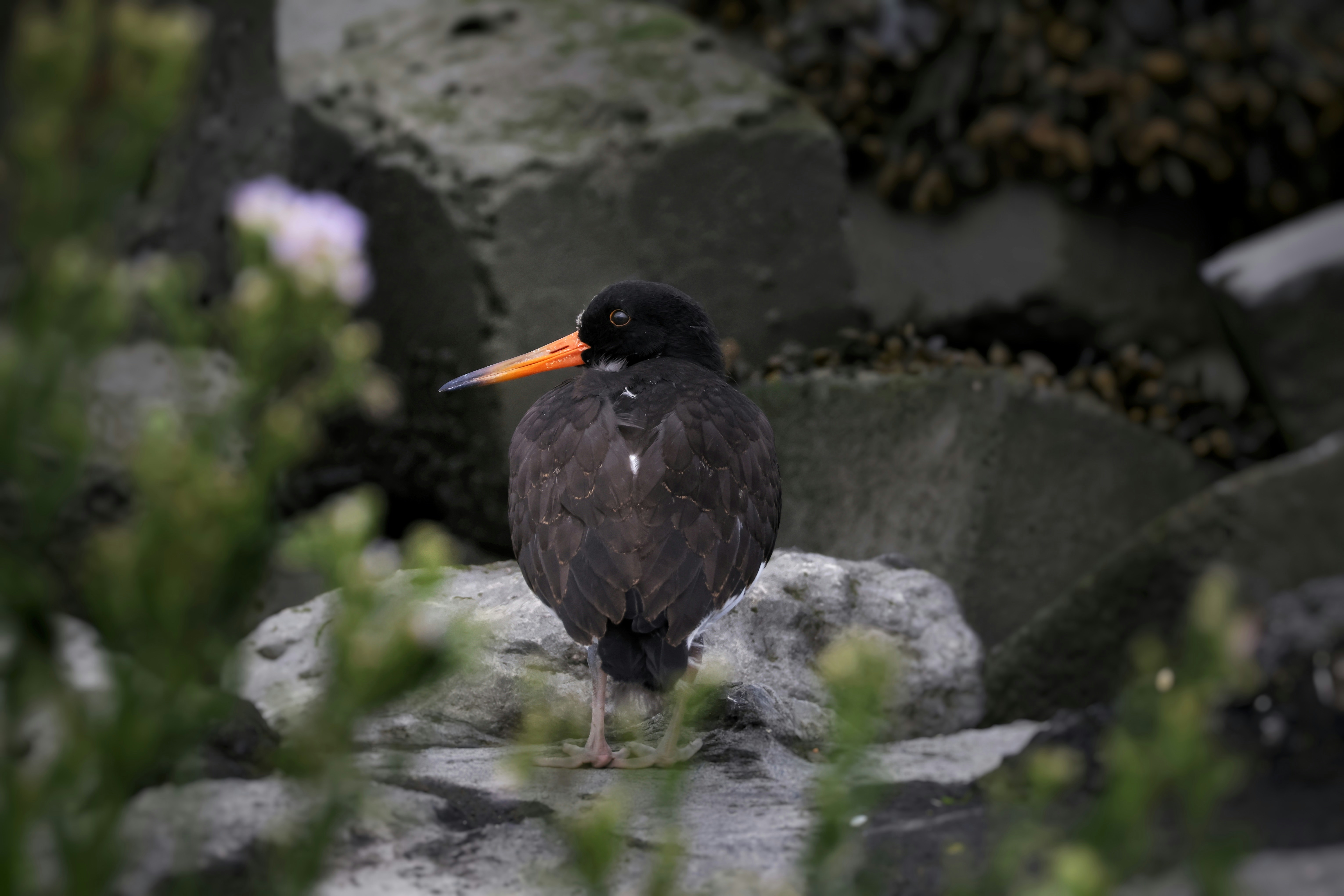 Oystercatcher Bird Resting at the Shore | Black oystercatcher bird with orange beak on rocks.