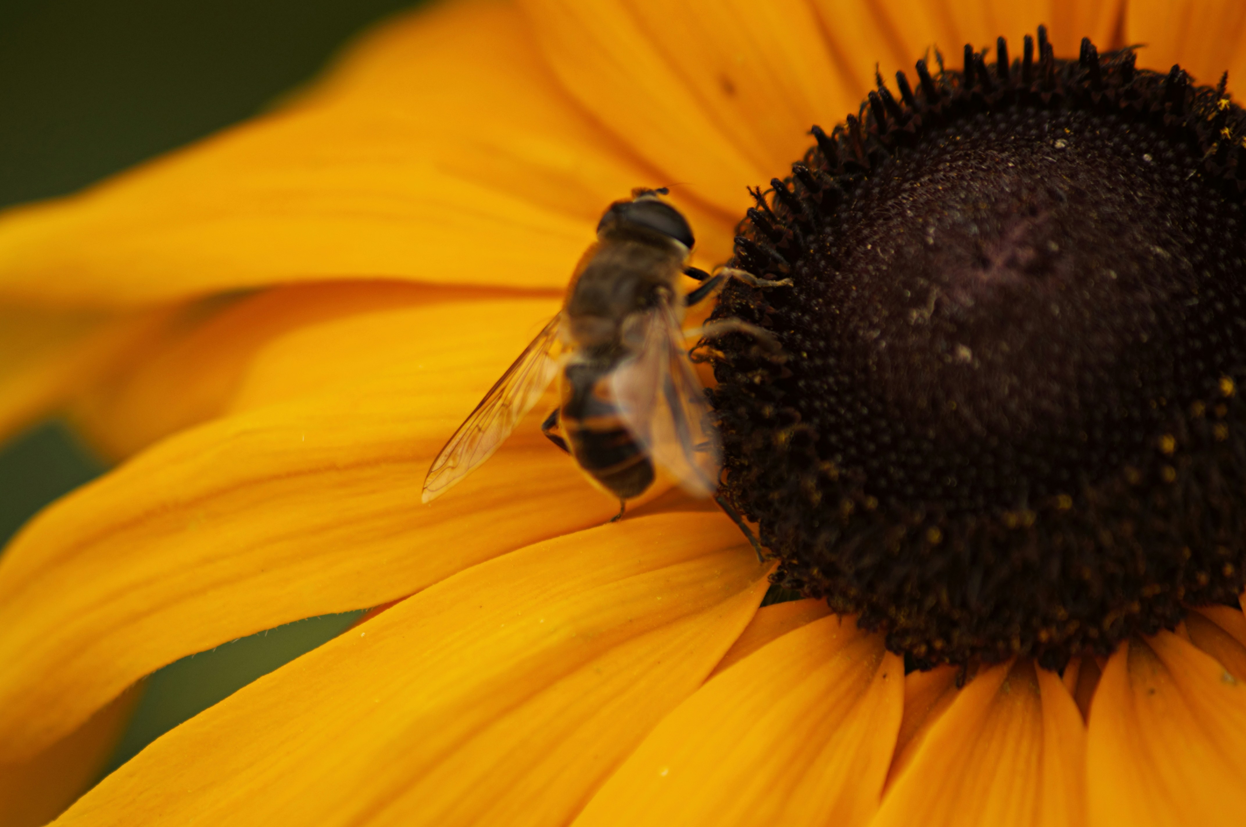 Bee collecting nectar from a vibrant sunflower, showcasing the beauty of pollination. The intricate details of the flower and insect are highlighted.