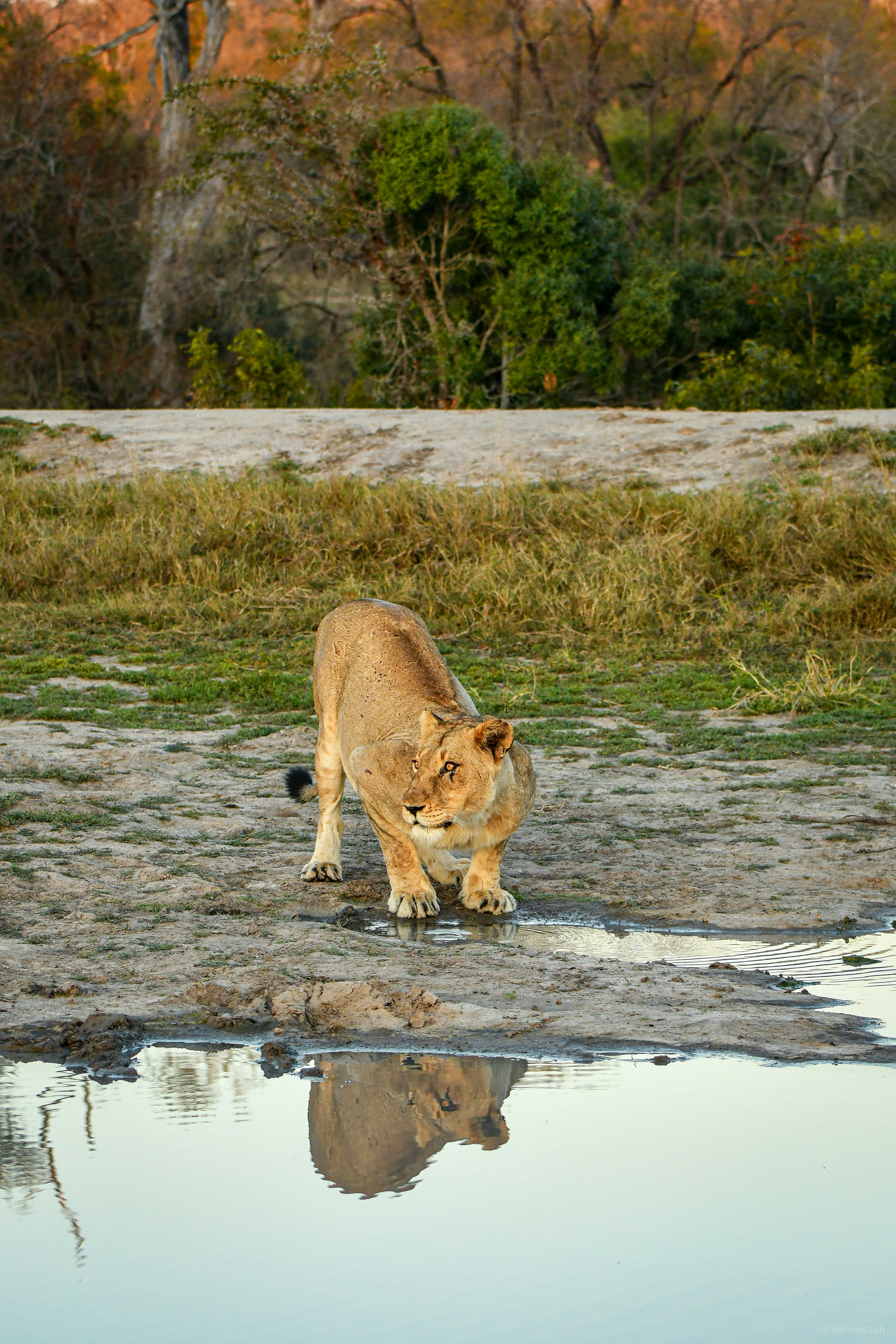 Lioness drinks water from a puddle on the savanna.