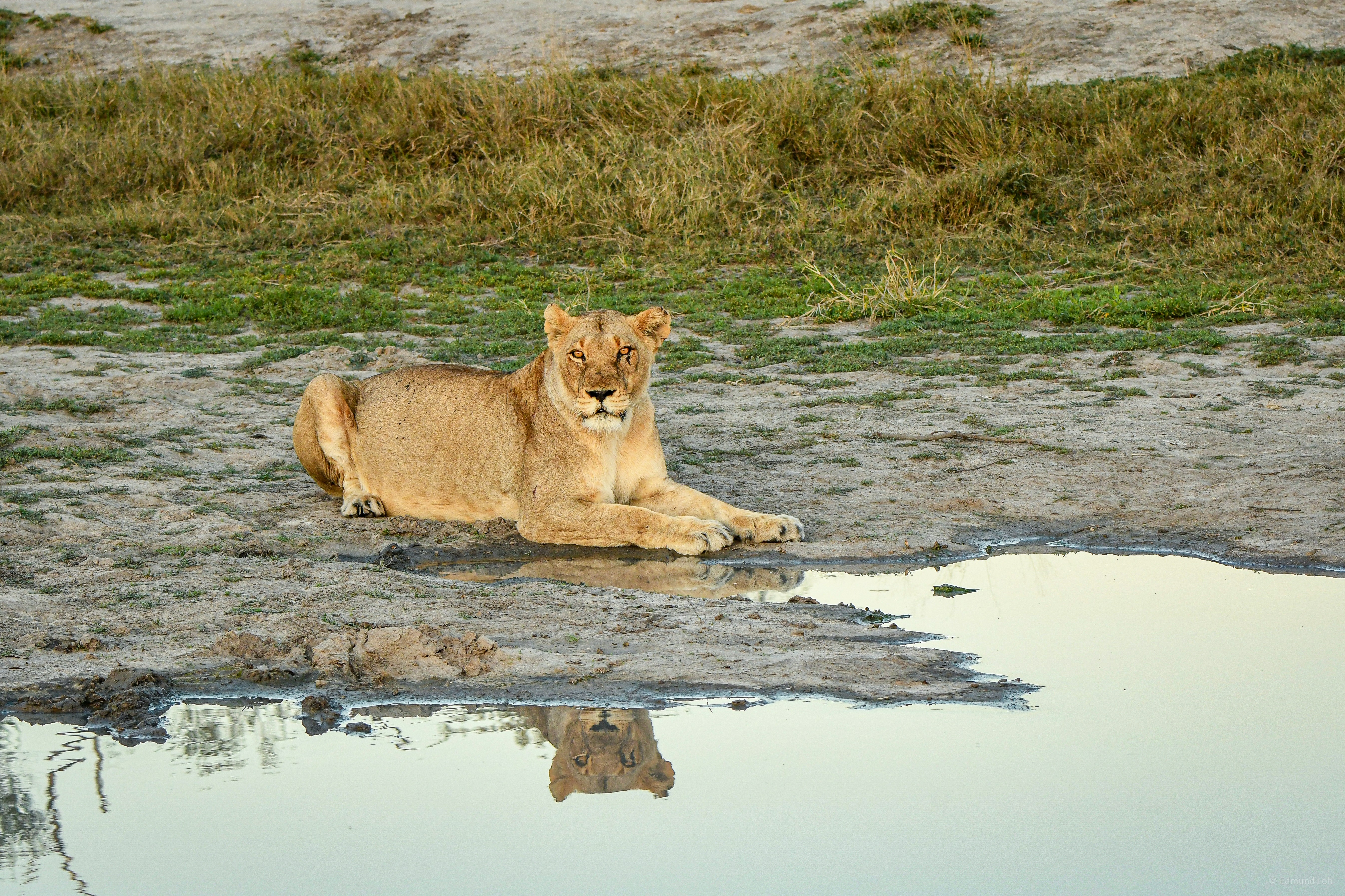 Edge of Quiet: A lioness by a mirror-like pool