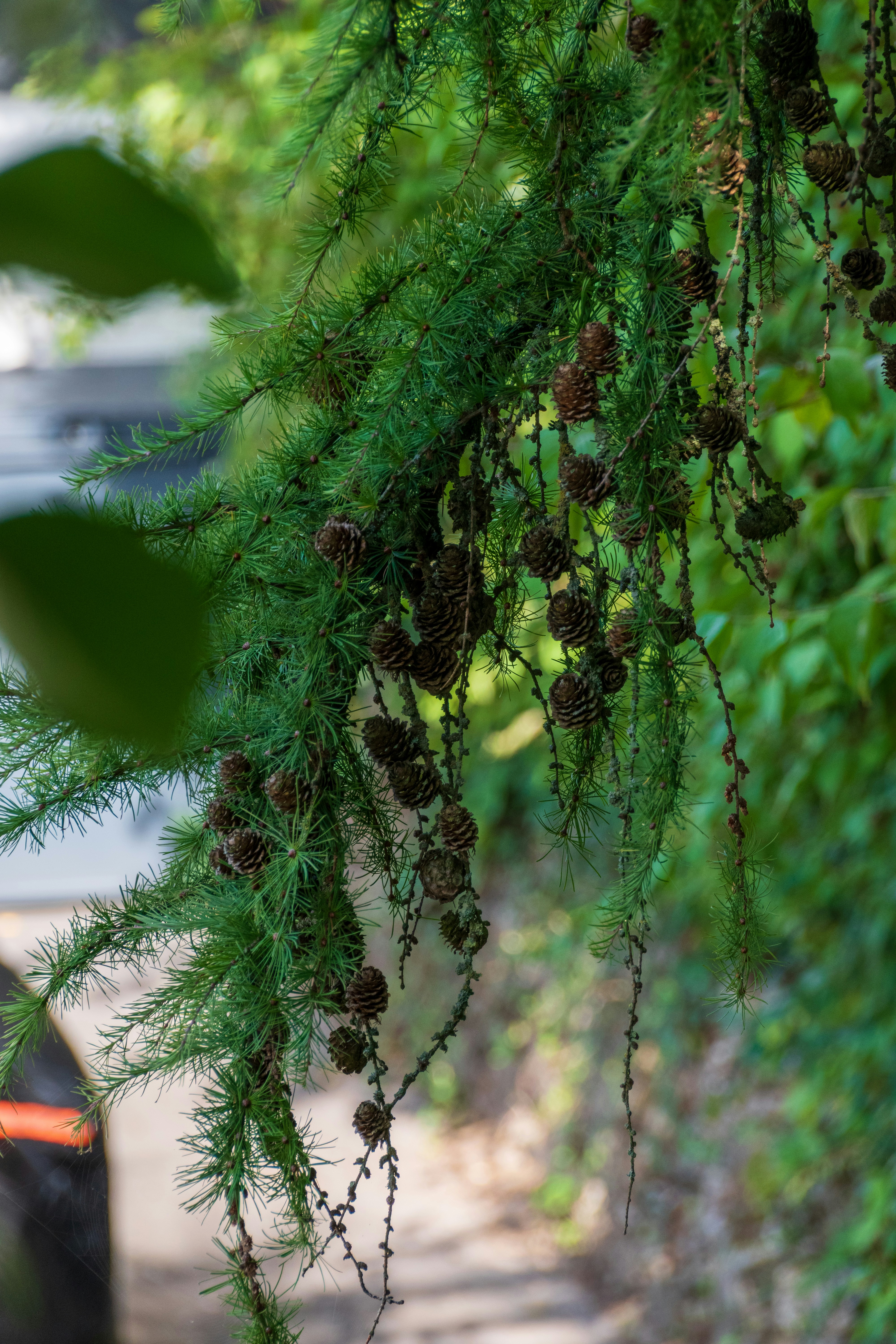 Whispers of Nature: Pine Cones in the Canopy