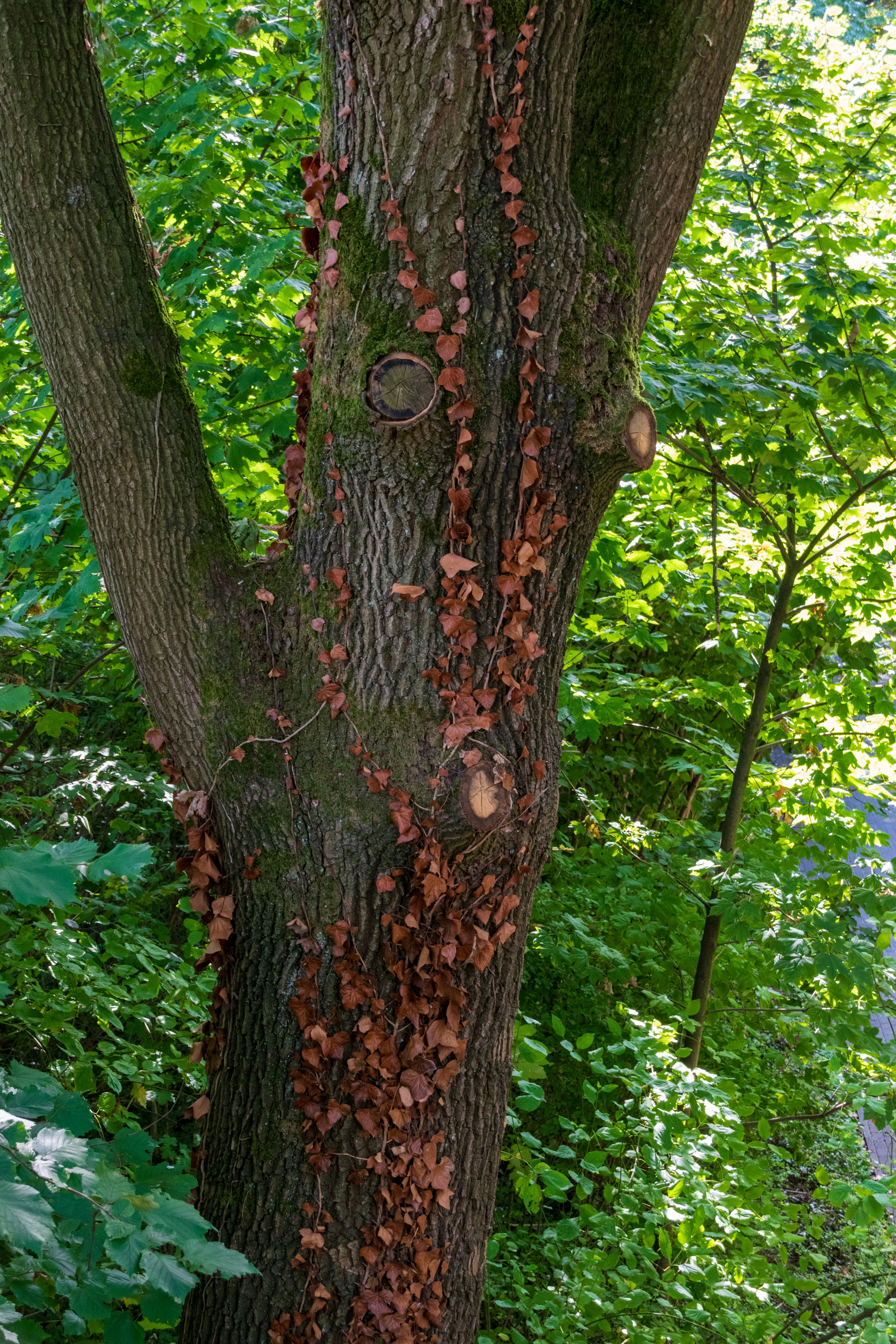 Tree trunk covered in ivy and dry leaves.