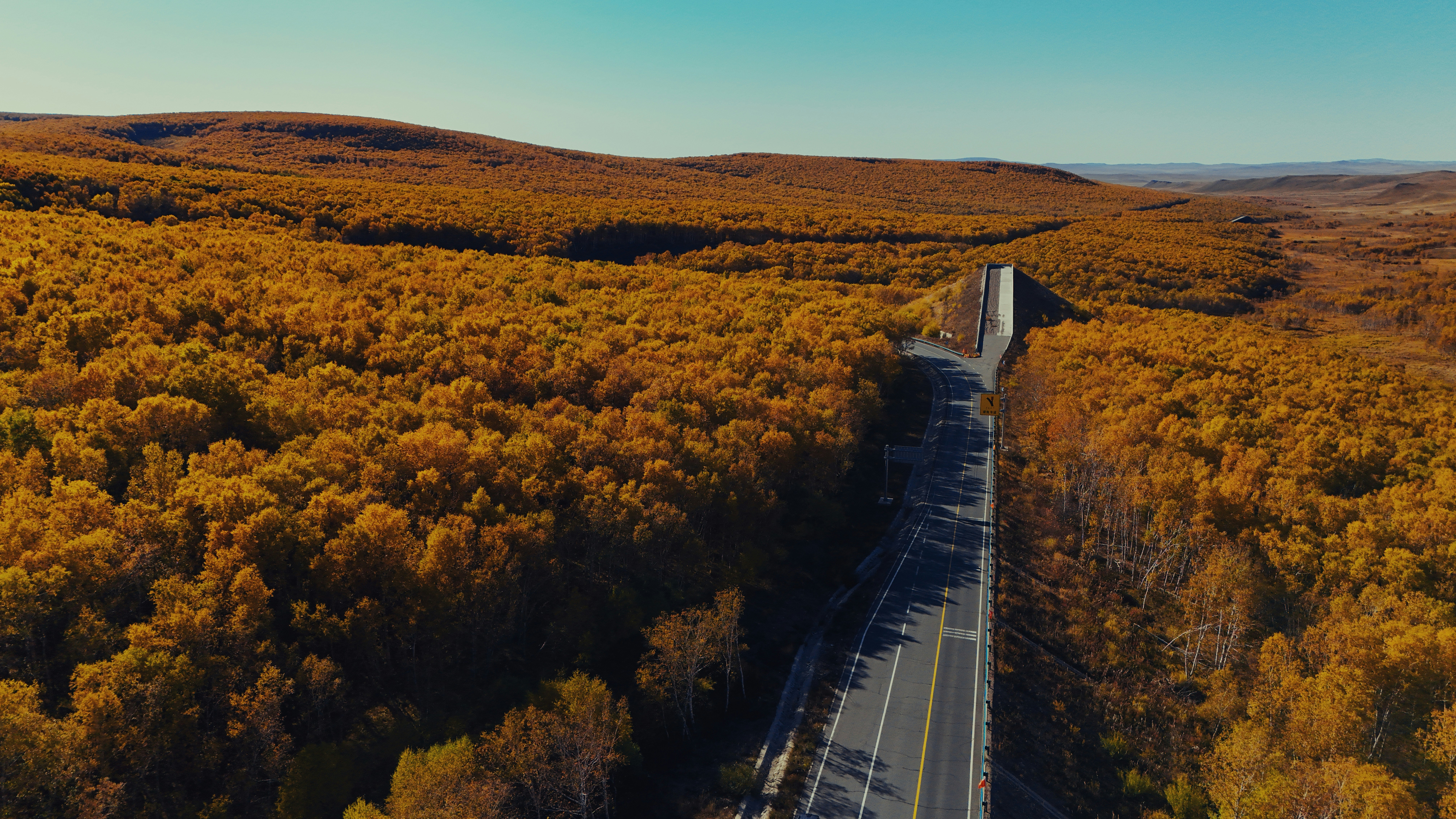 Road through autumn forest with golden trees