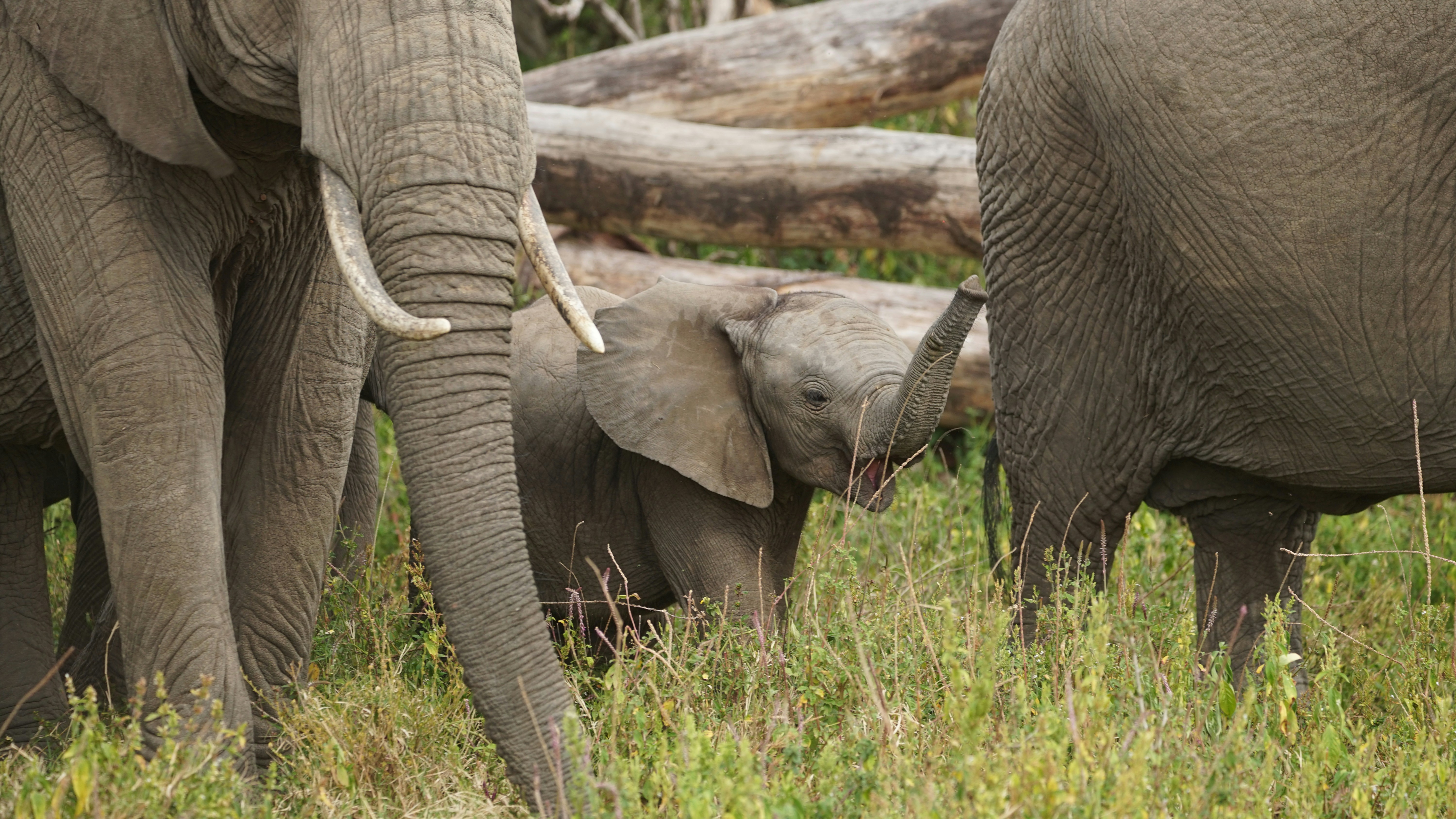 A baby elephant stands between two adult elephants.