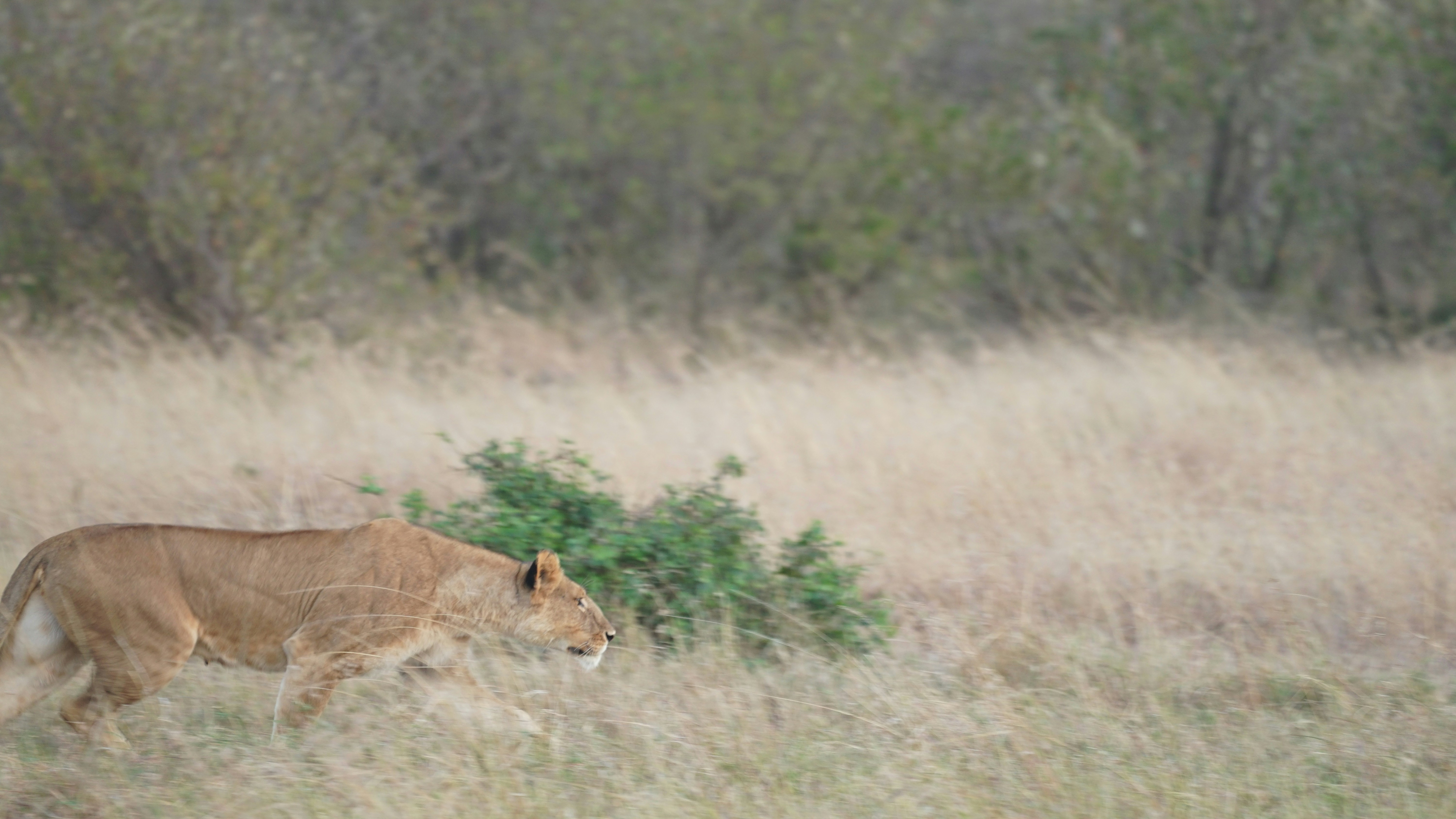 Silent Pursuit: The Lioness on the Move