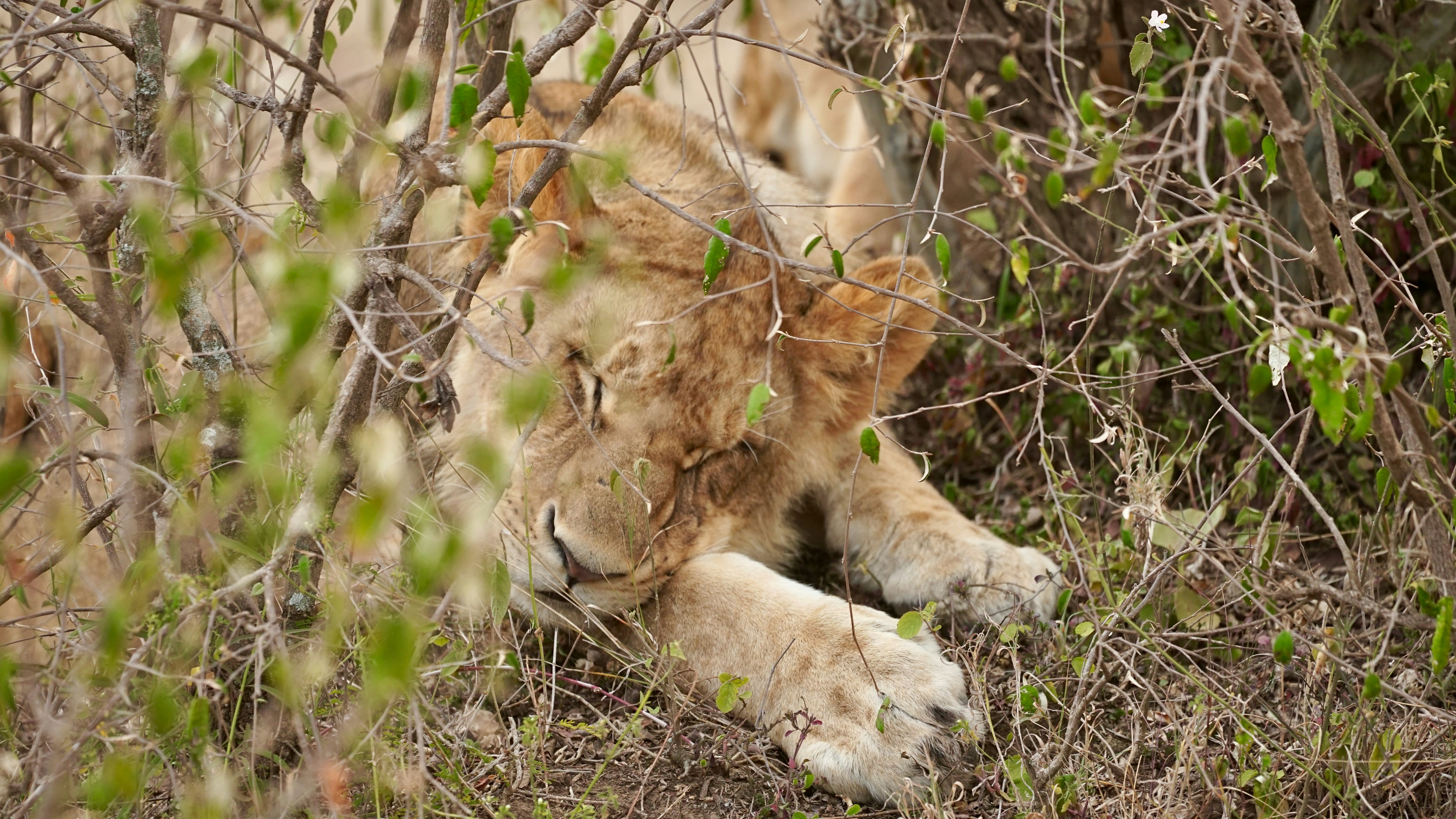 A lion rests peacefully among the foliage, partially obscured by branches and leaves. The scene captures the tranquility of wildlife in its natural habitat.