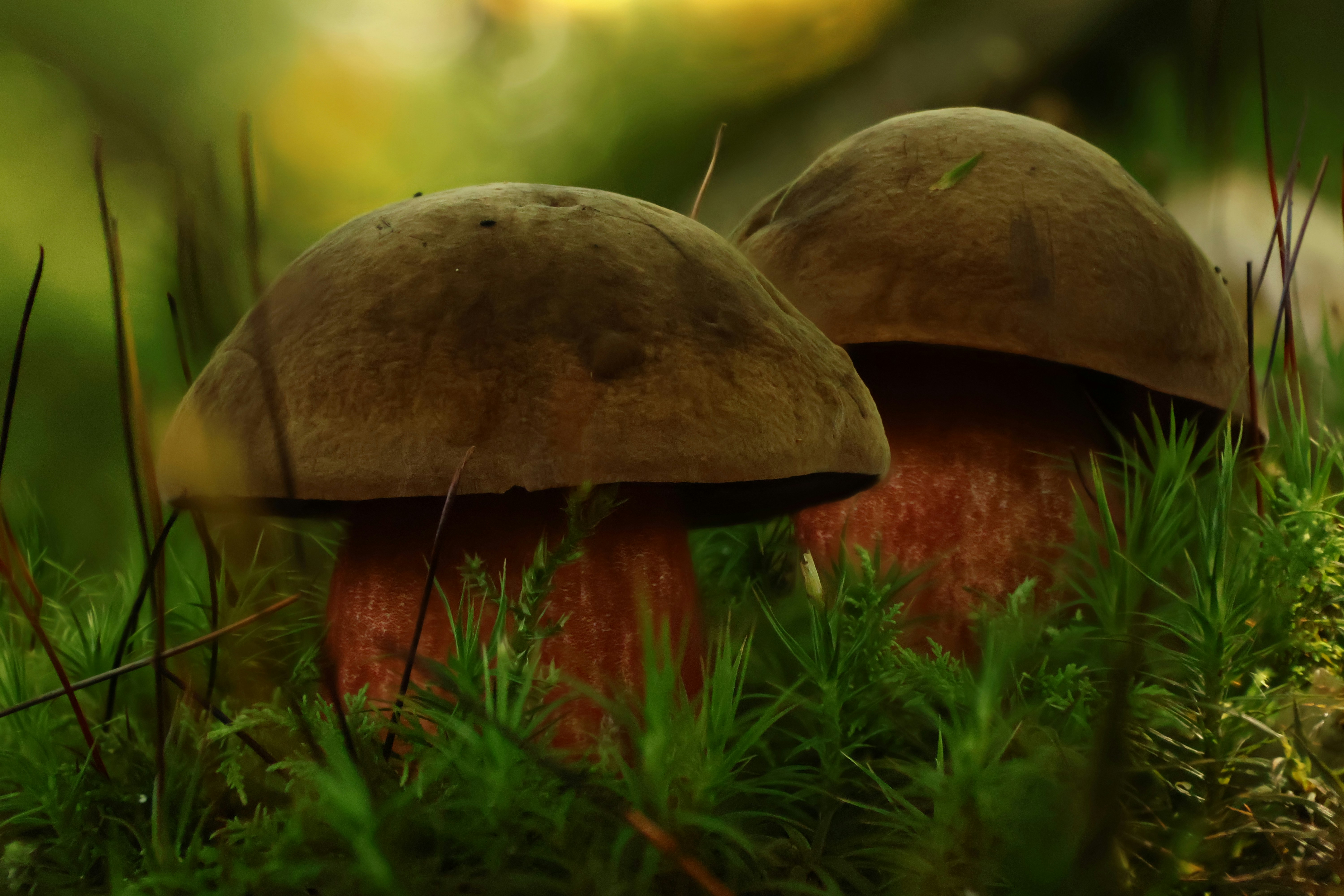 Two mushrooms nestled among lush green moss, showcasing their earthy tones and textures in a serene woodland setting.