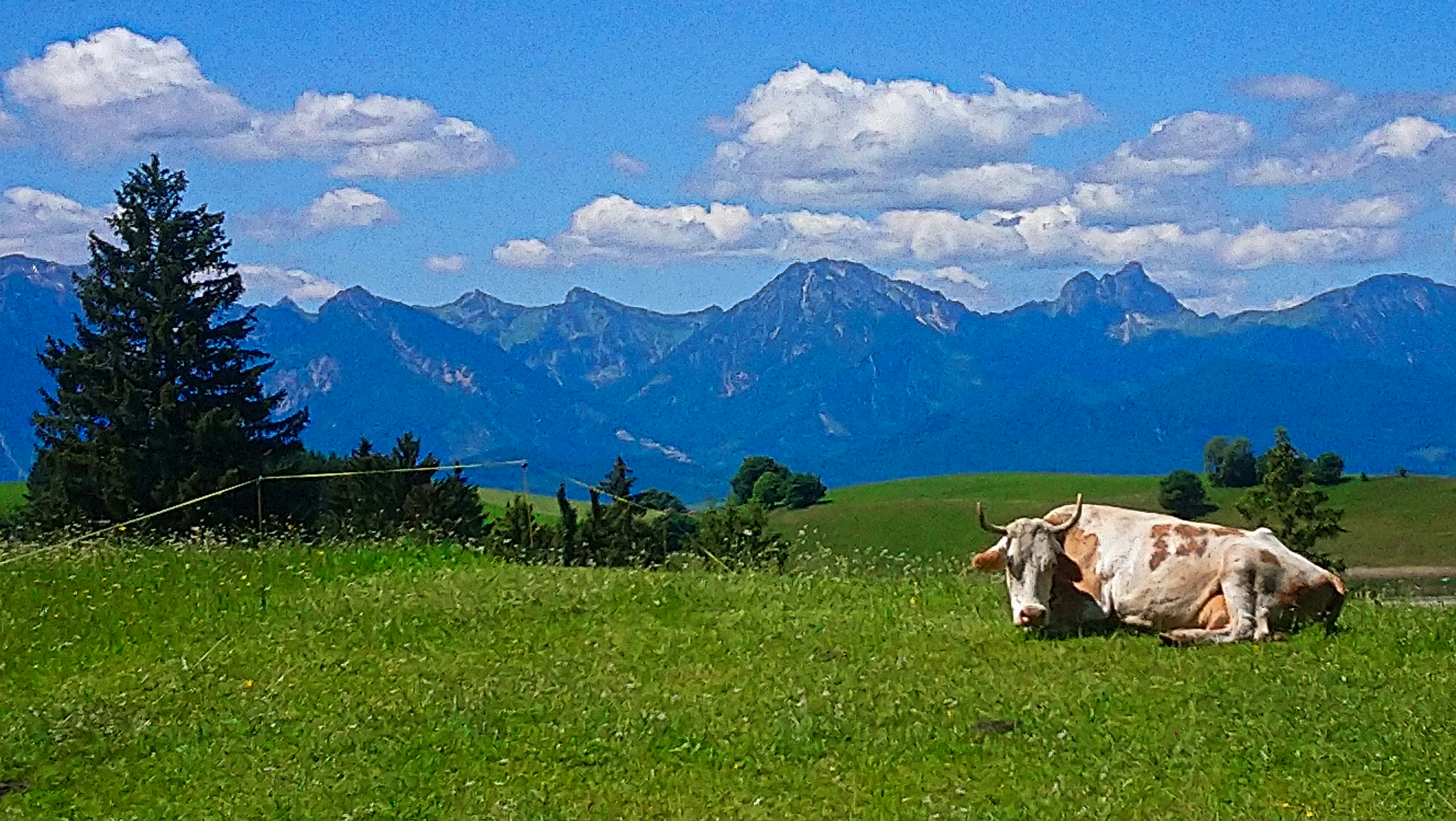 Cow resting in a green meadow with mountains behind.