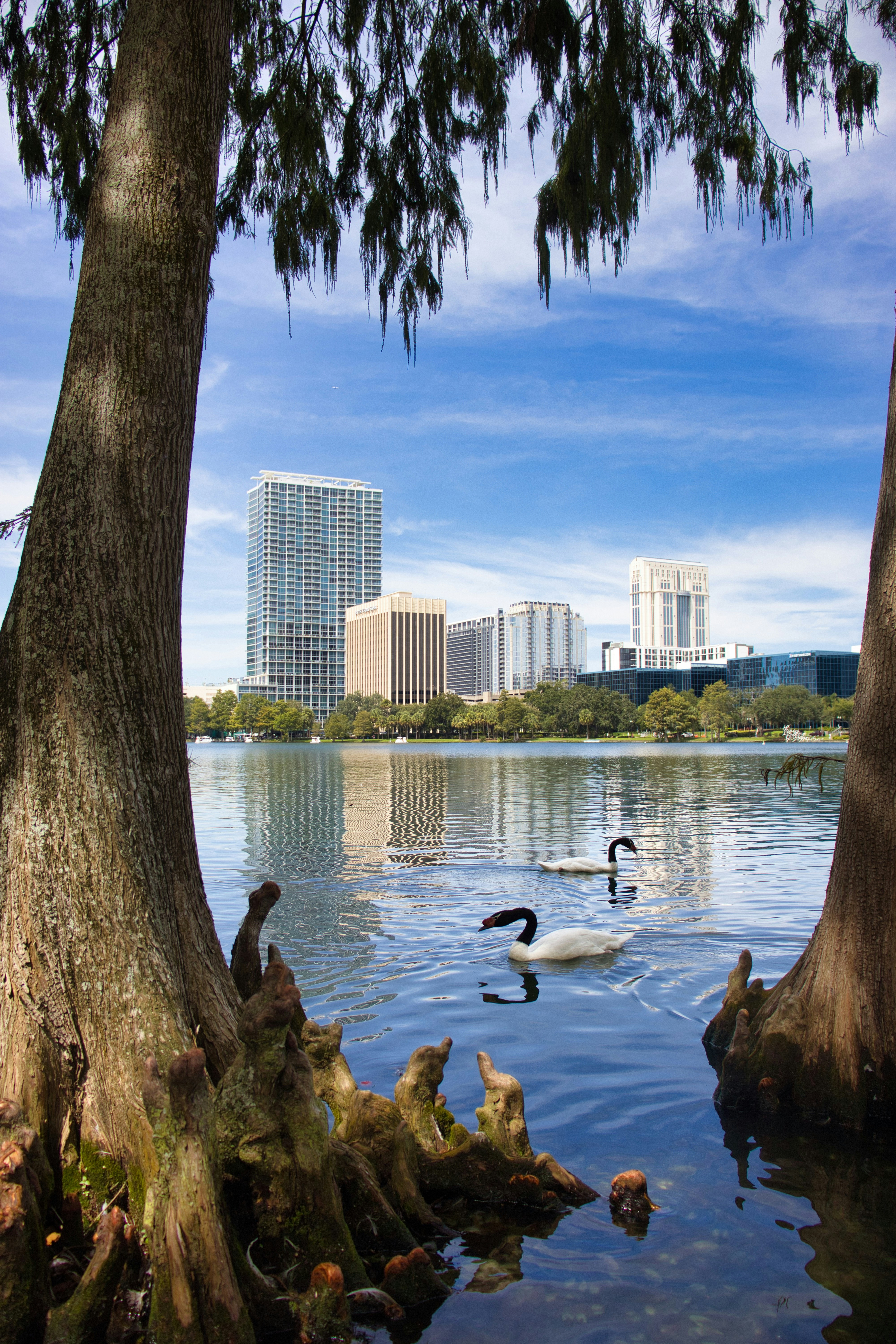 Two swans swim on a lake with city skyline behind.