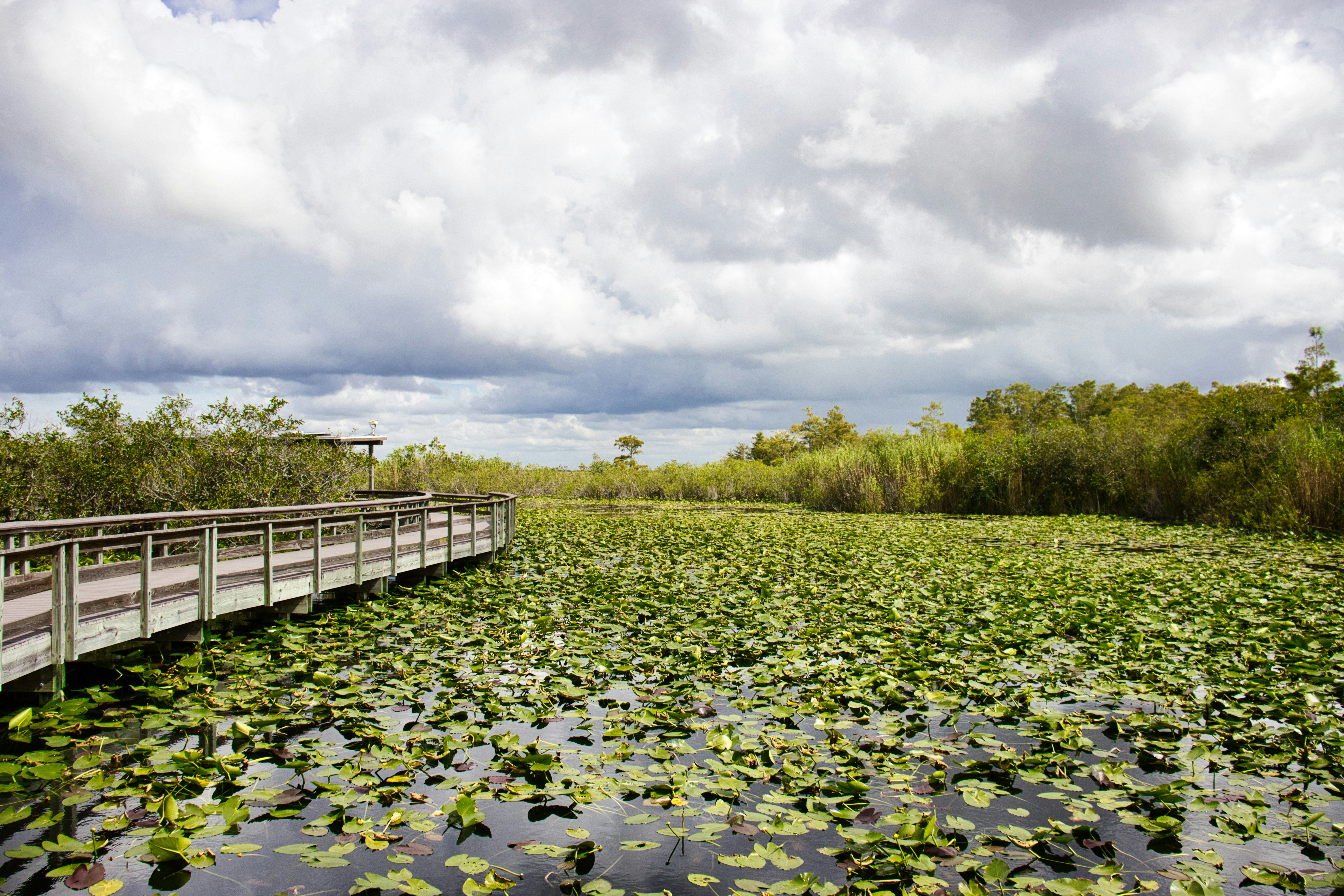 A wooden boardwalk meanders through a lush expanse of lily pads in a tranquil wetland, under a dramatic sky filled with clouds.