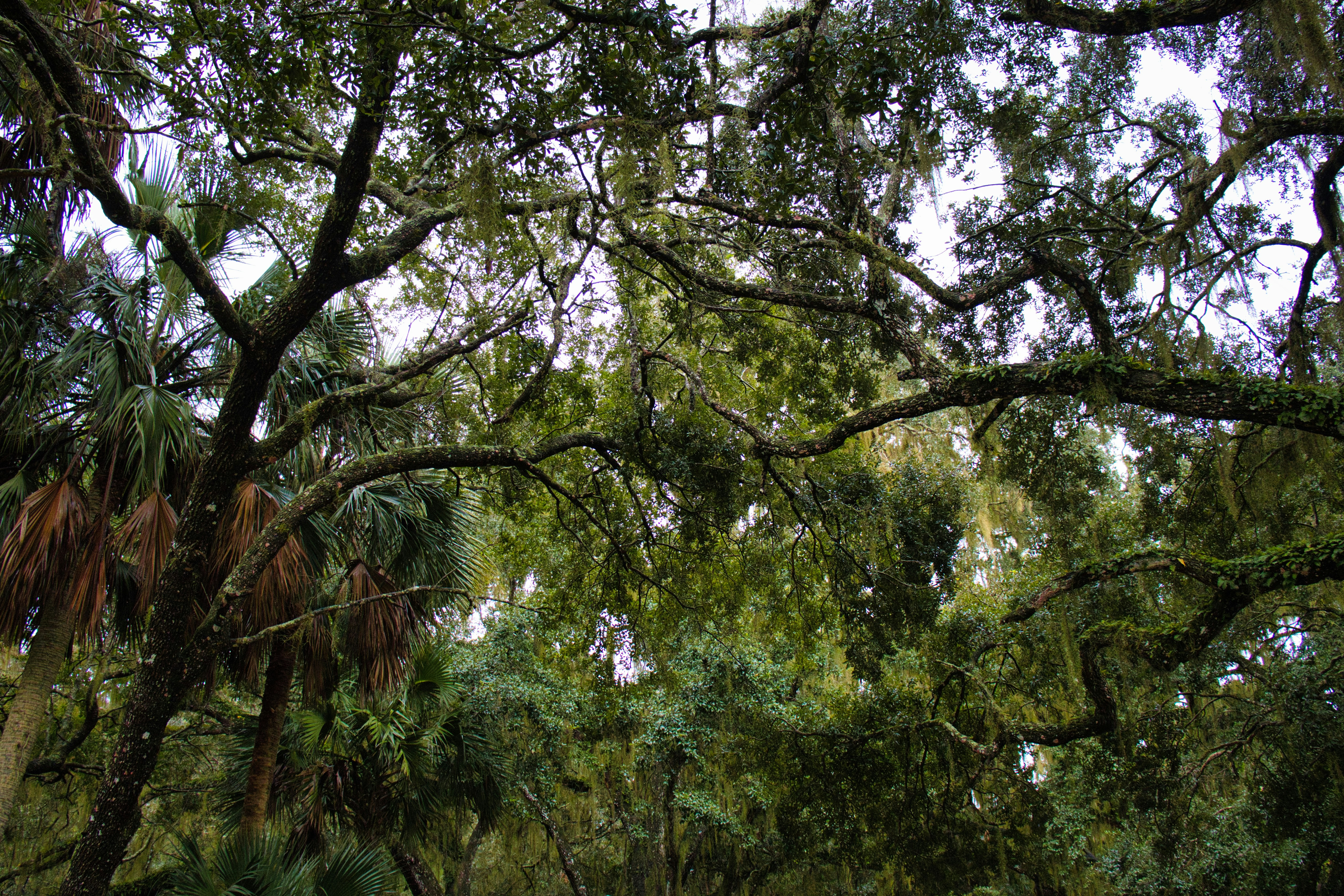 Mossy oak branches over palm trees