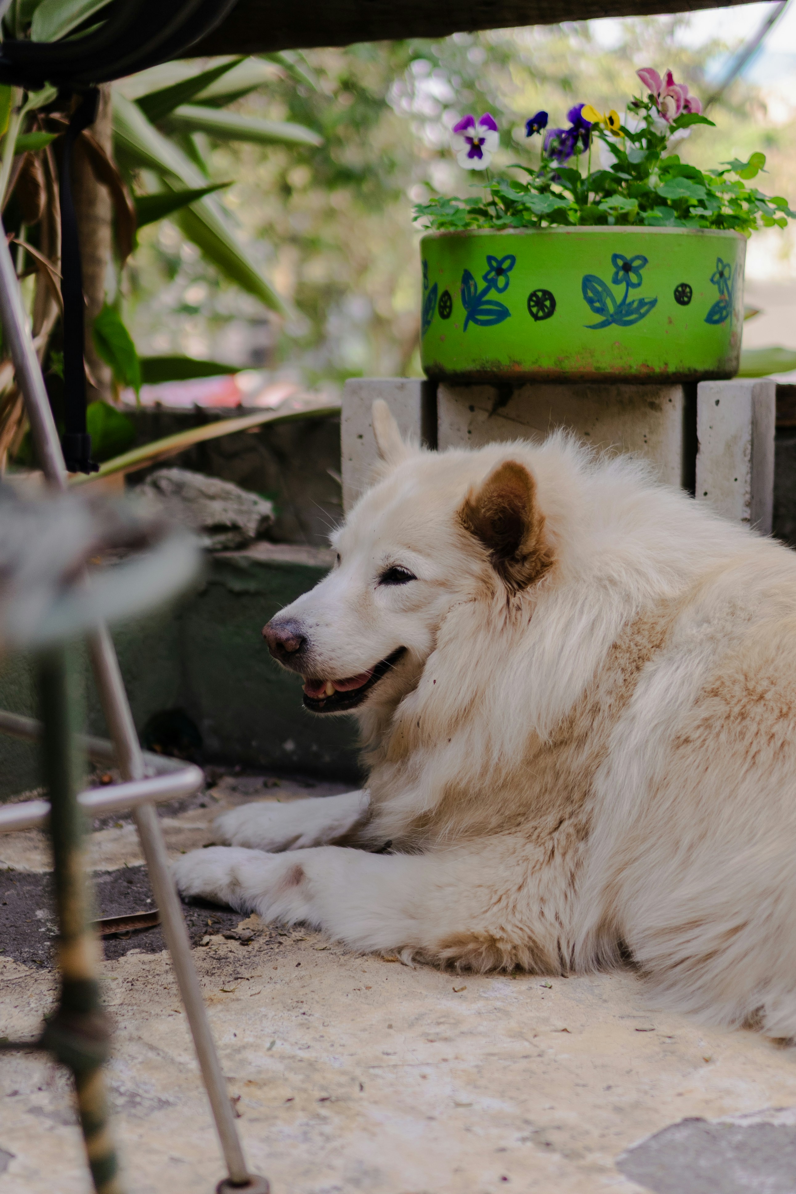 A Canine Companion Amidst Blossoms