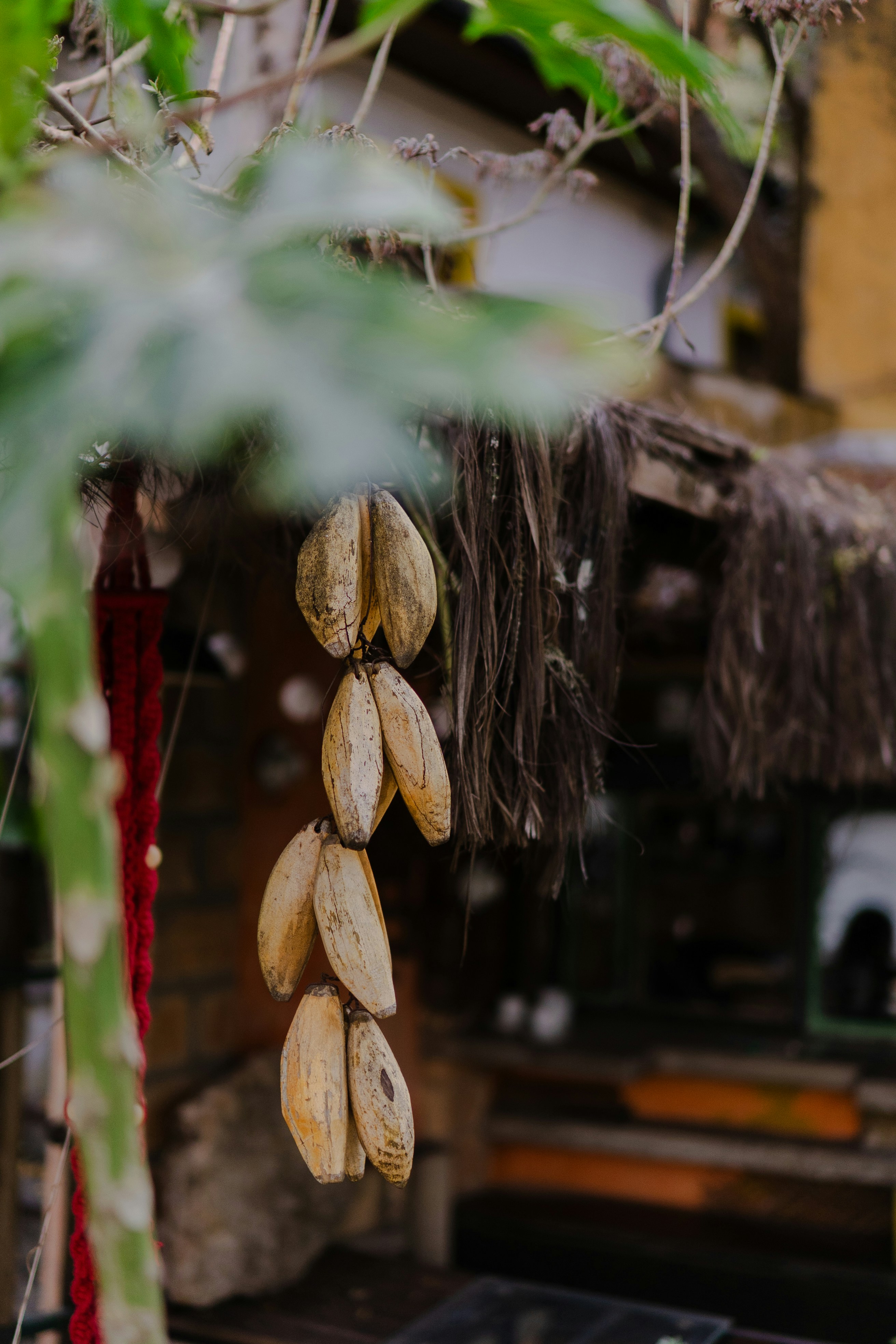 Bunch of dried bananas hanging outdoors