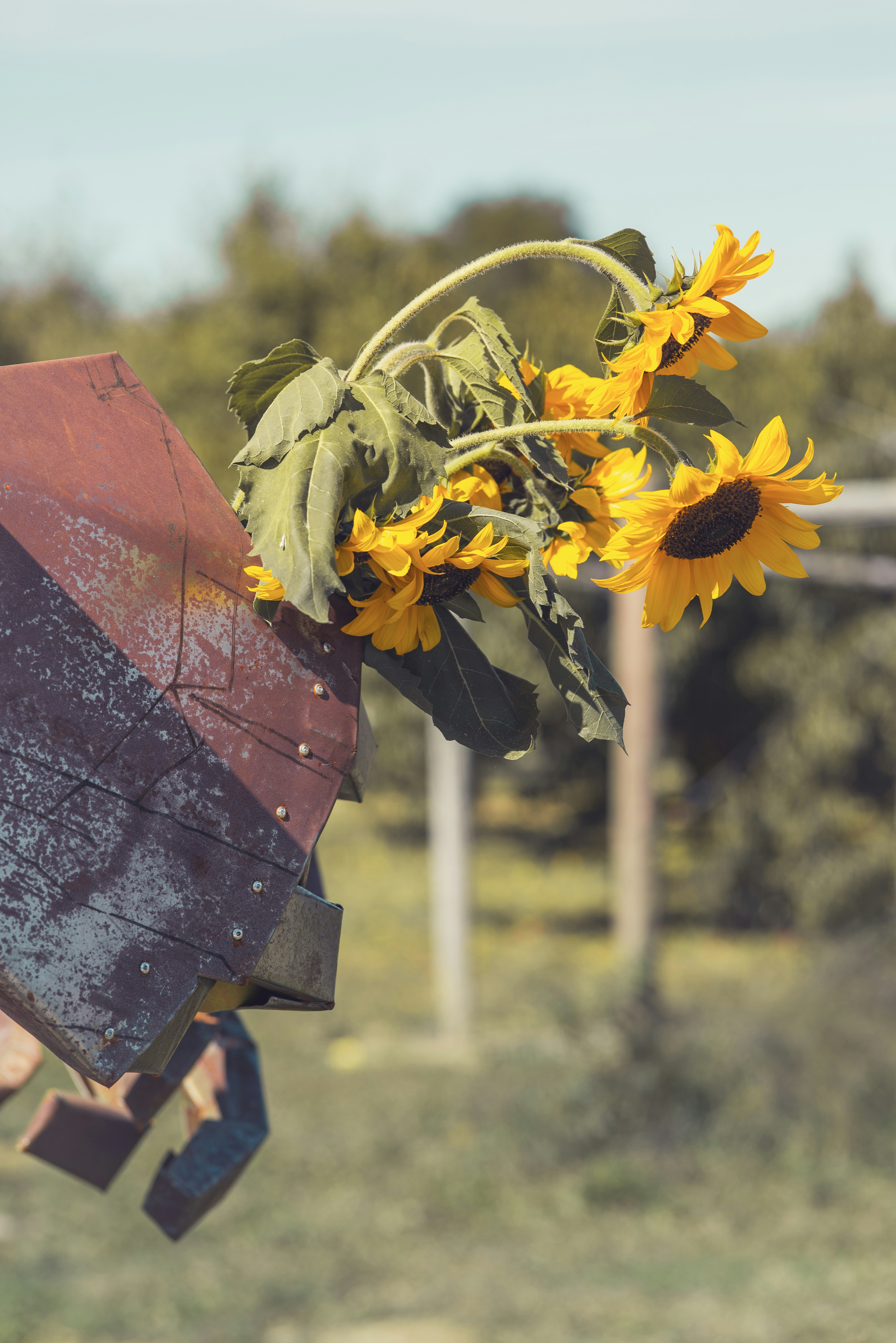 Whimsical Sunflower Display Amidst Rustic Charm