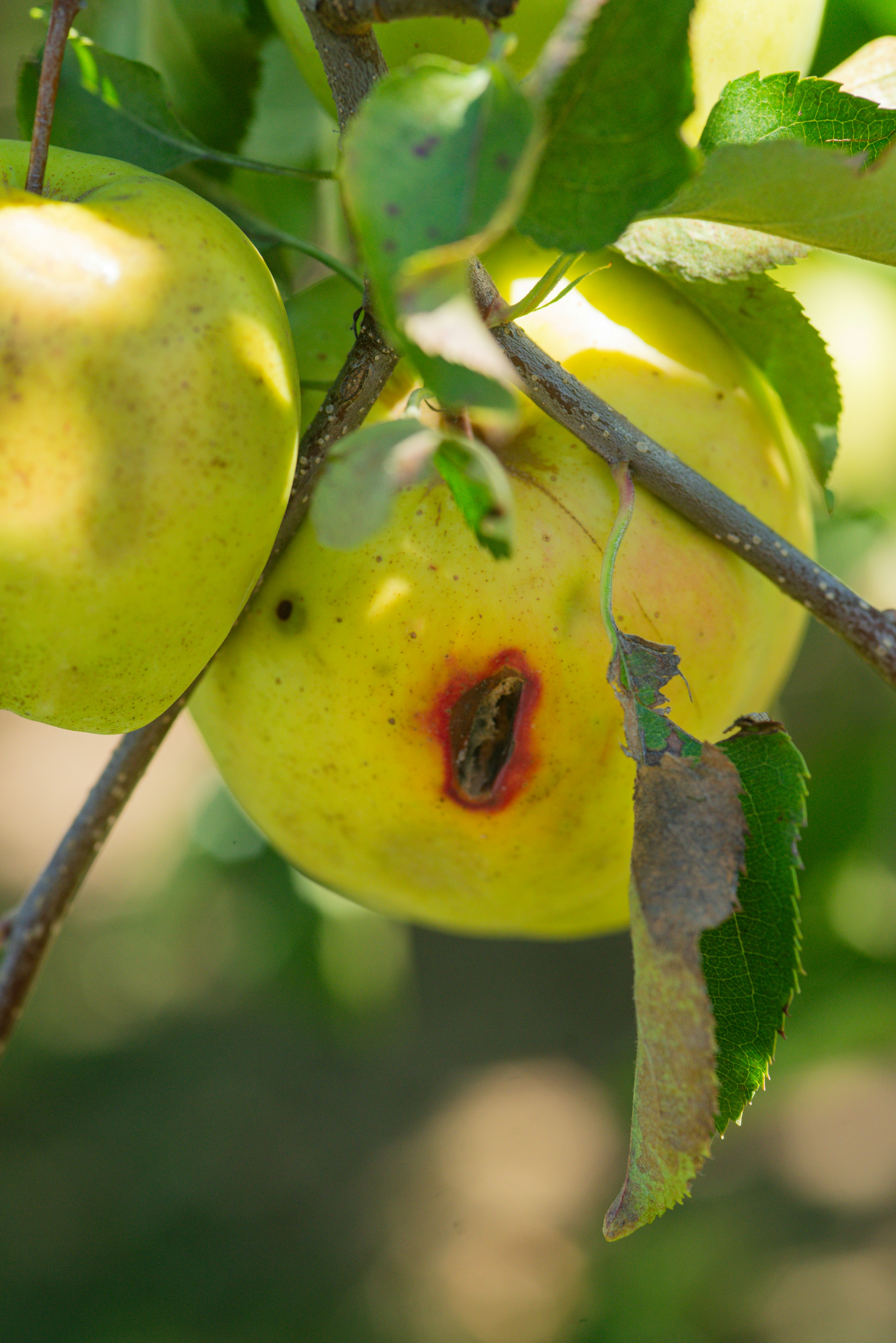 The Imperfect Harvest: A Closer Look at Nature's Flaws