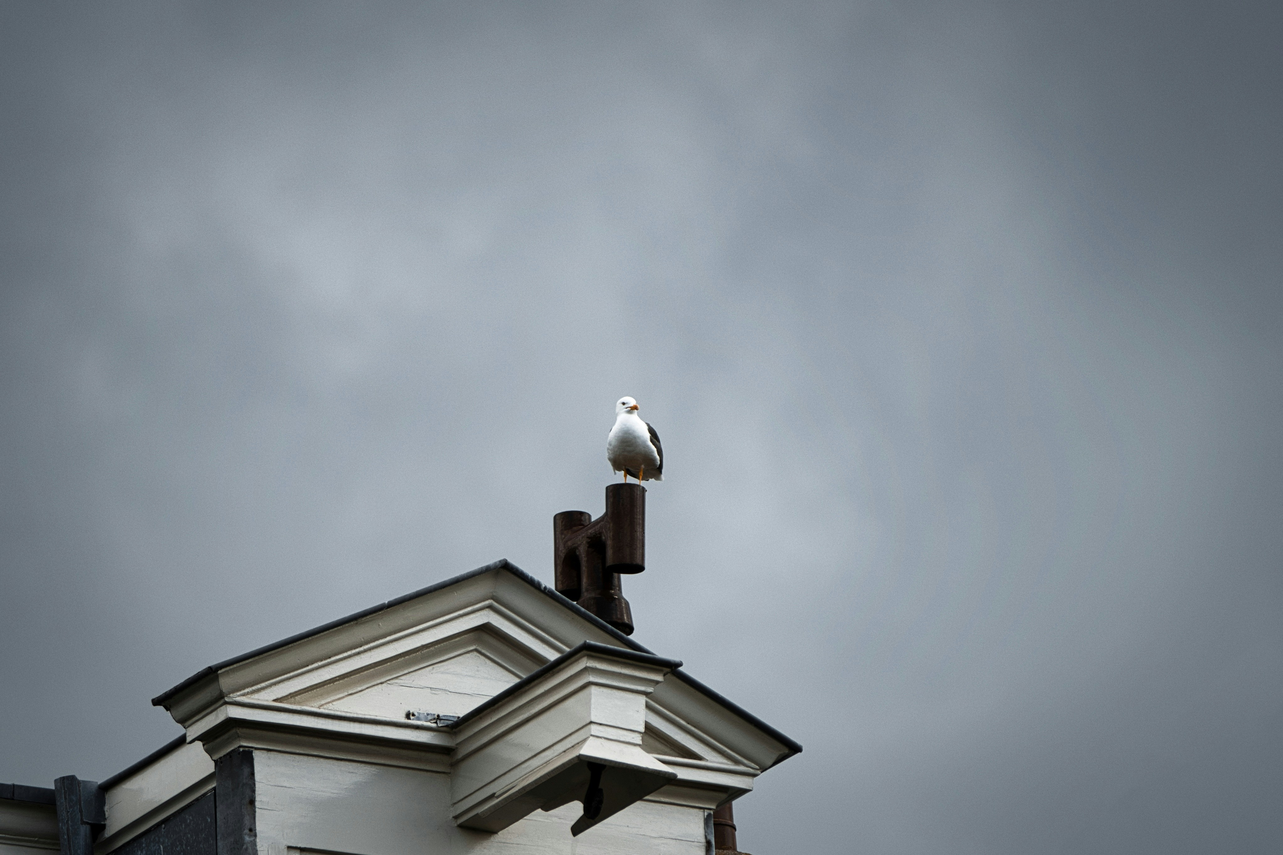Seagull's Perch: A Quiet Vigil