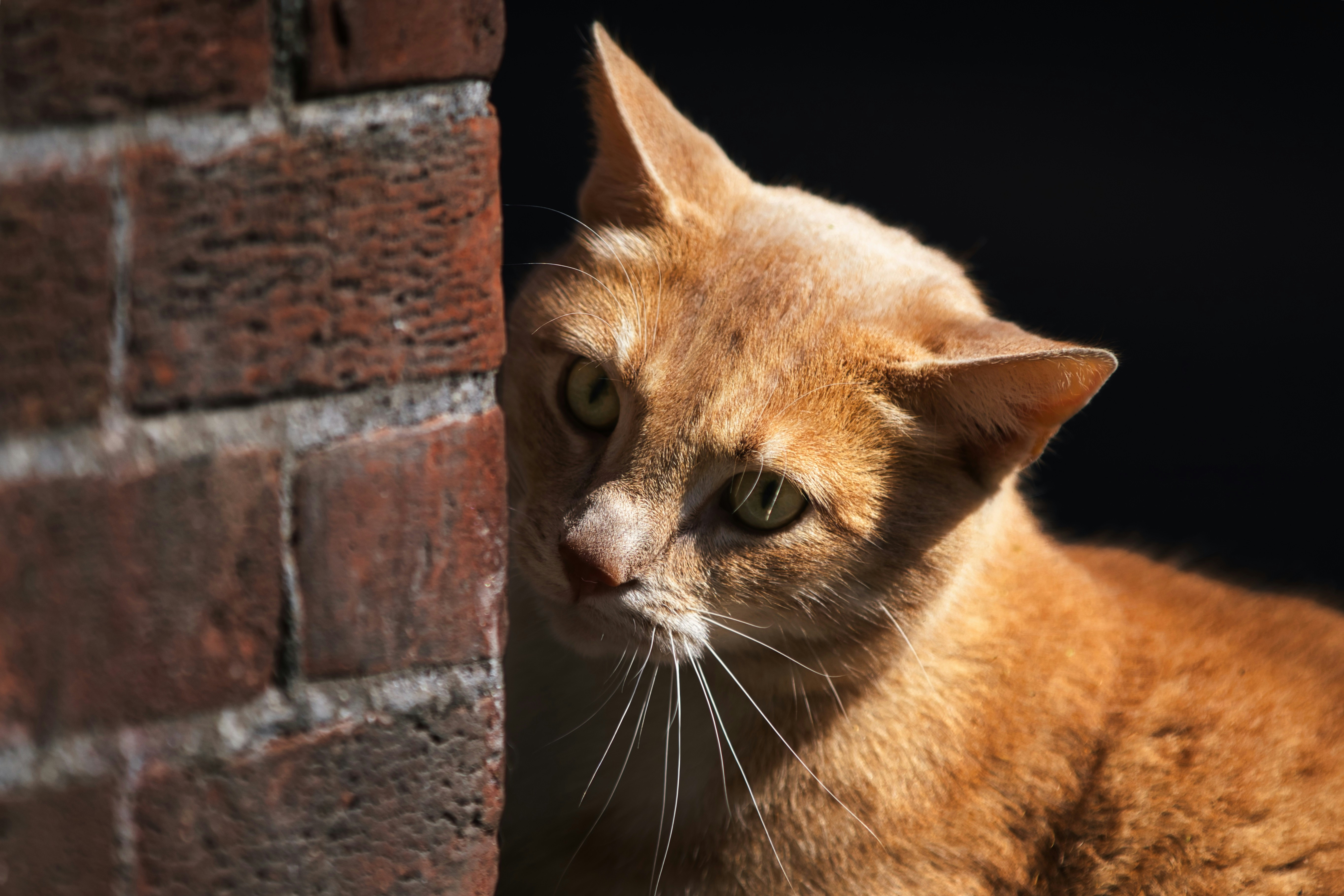 Whiskered Watcher: A Feline's Silent Vigil
