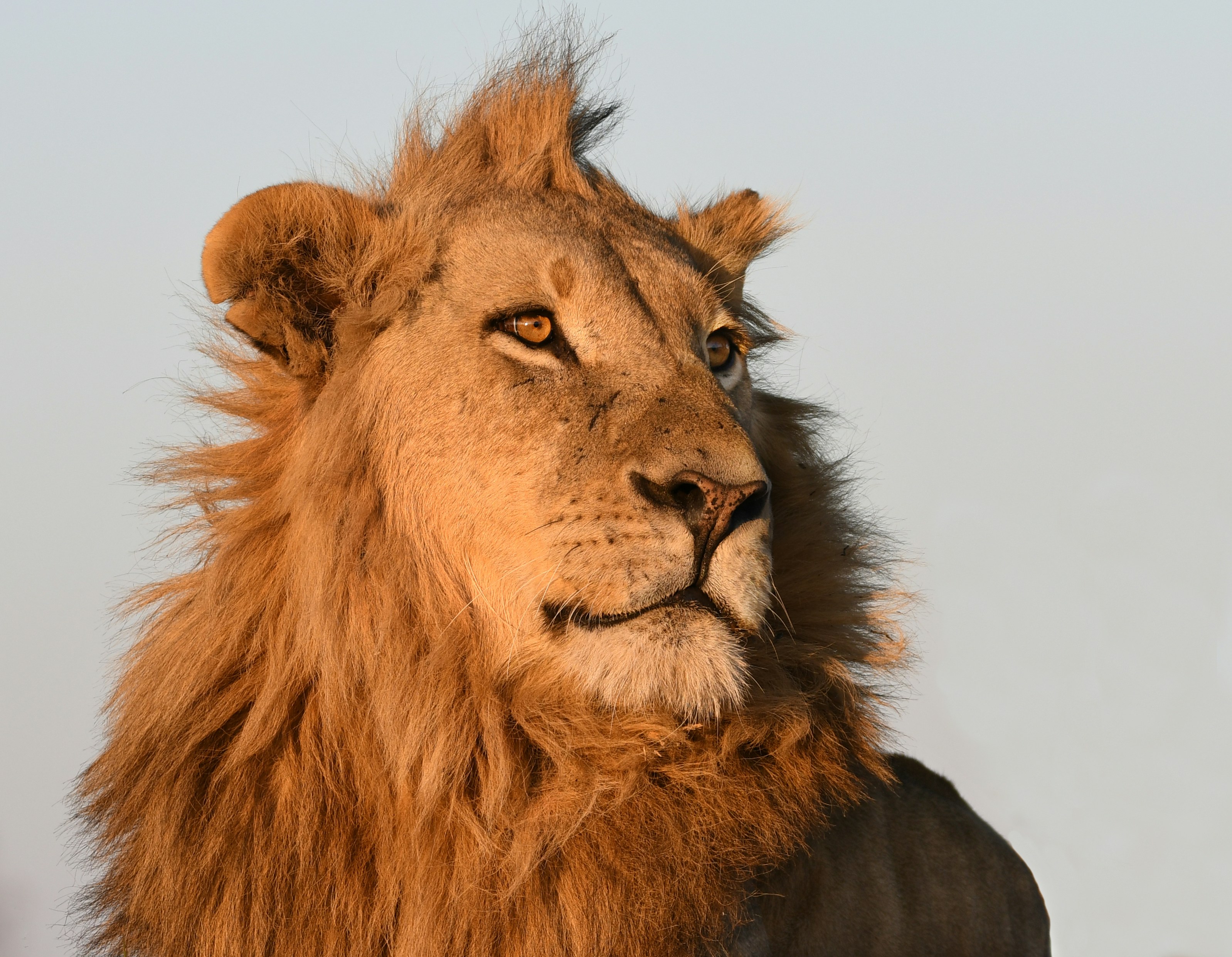 Close-up of a lion with a flowing mane, showcasing its intense gaze against a soft background. The image highlights the lion's regal presence.