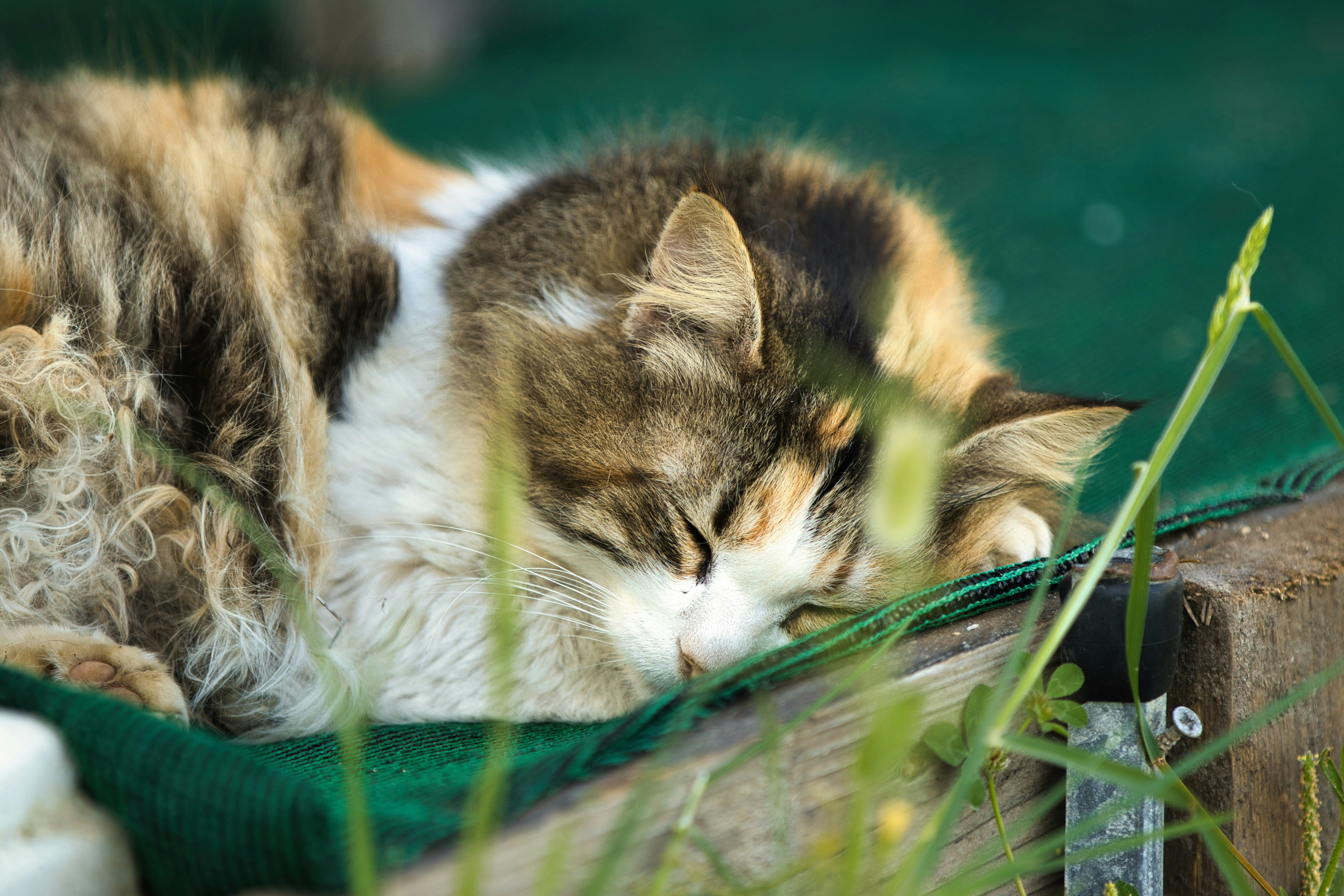 Serene Slumber: A Feline Retreat