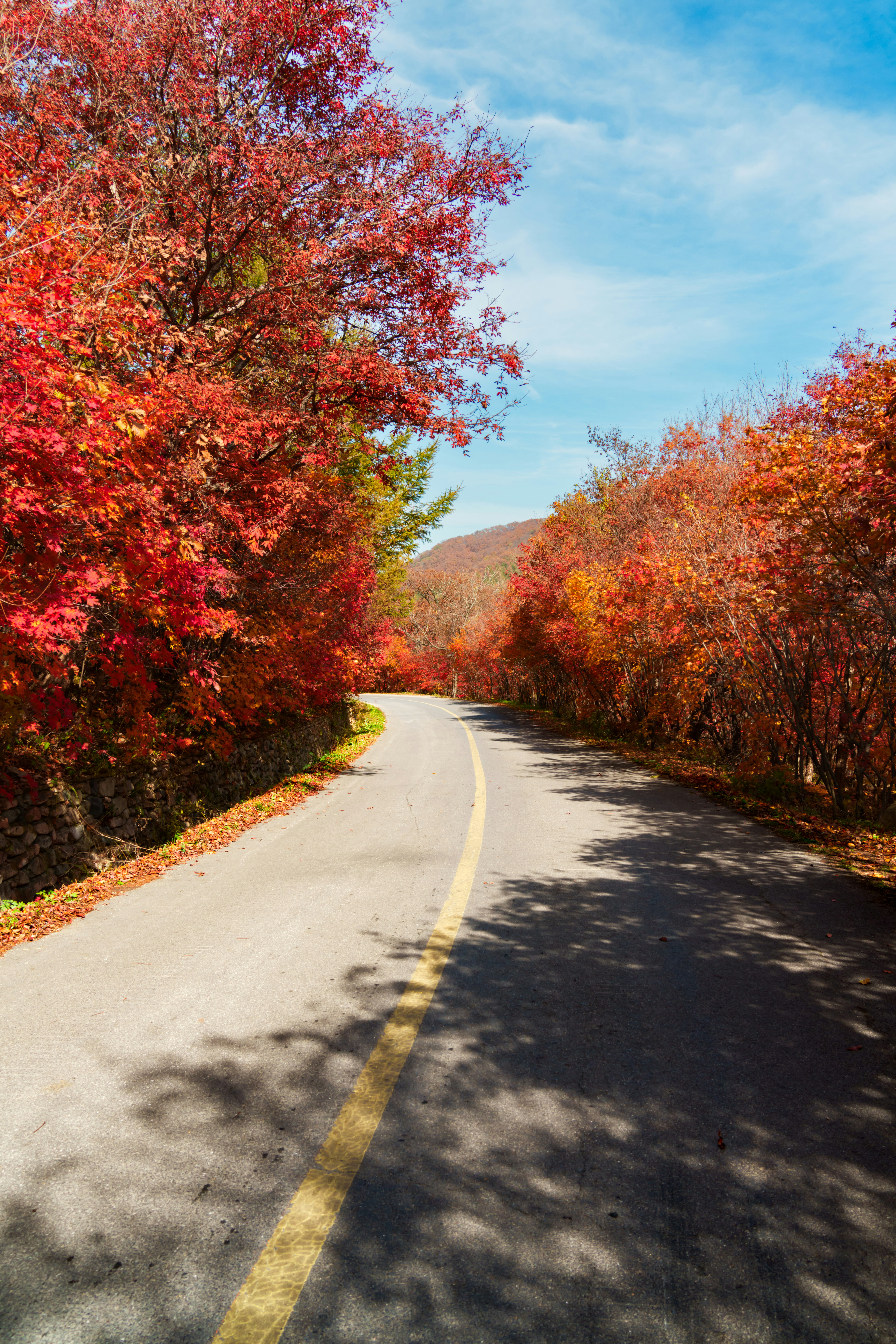 Winding road through autumn trees with red leaves.