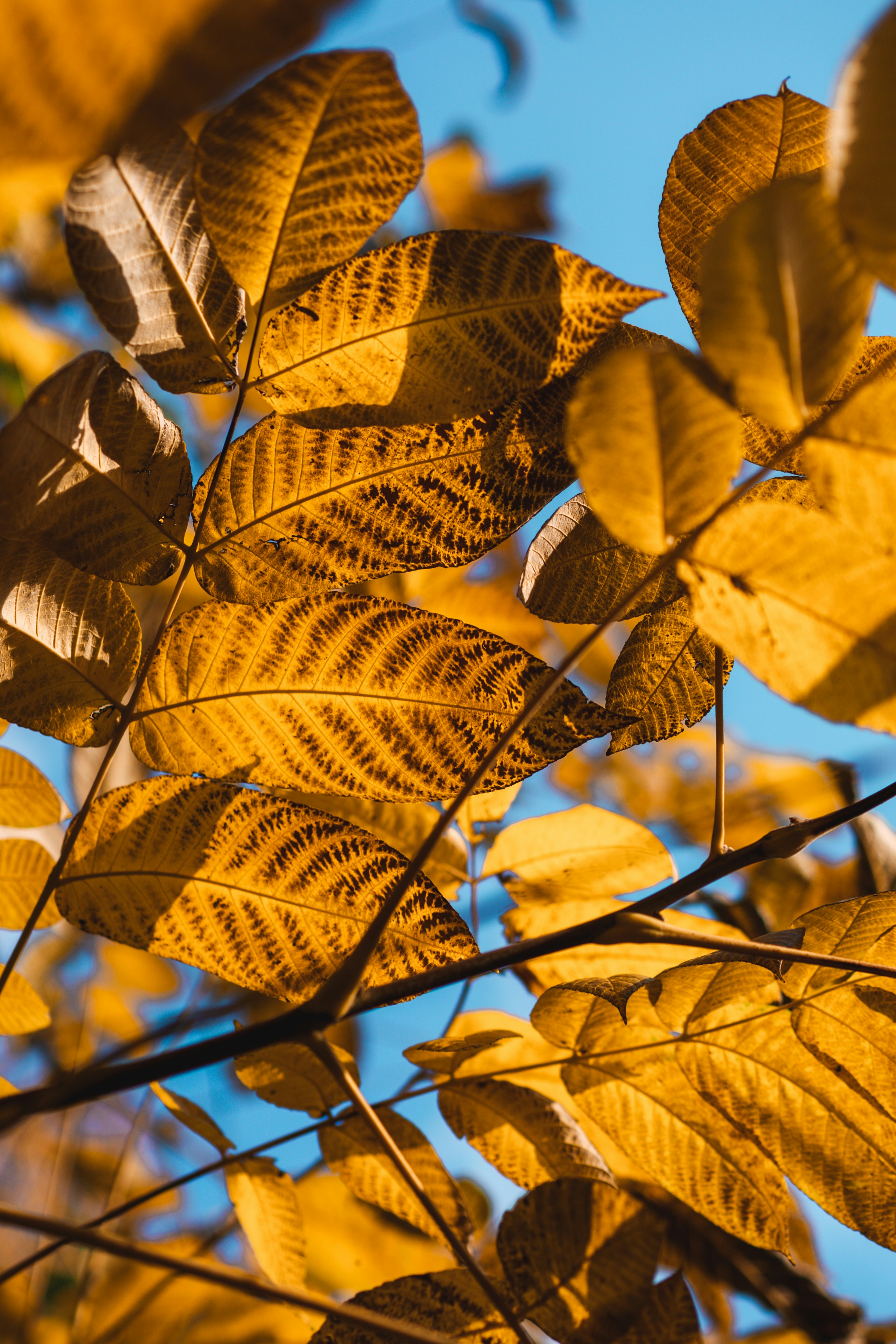 Golden Canopy: Nature's Autumn Tapestry