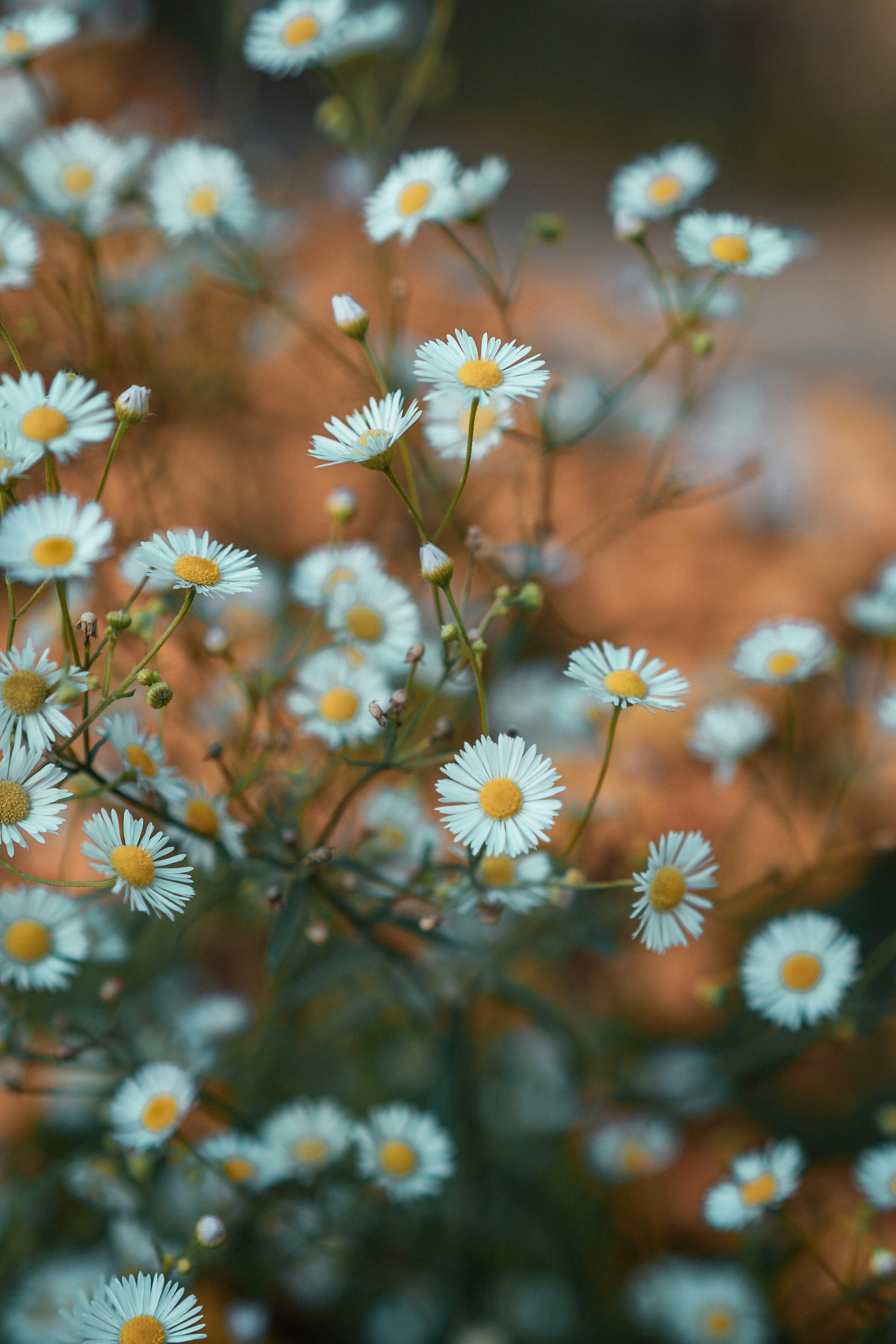 Delicate white daisies bloom in soft focus.