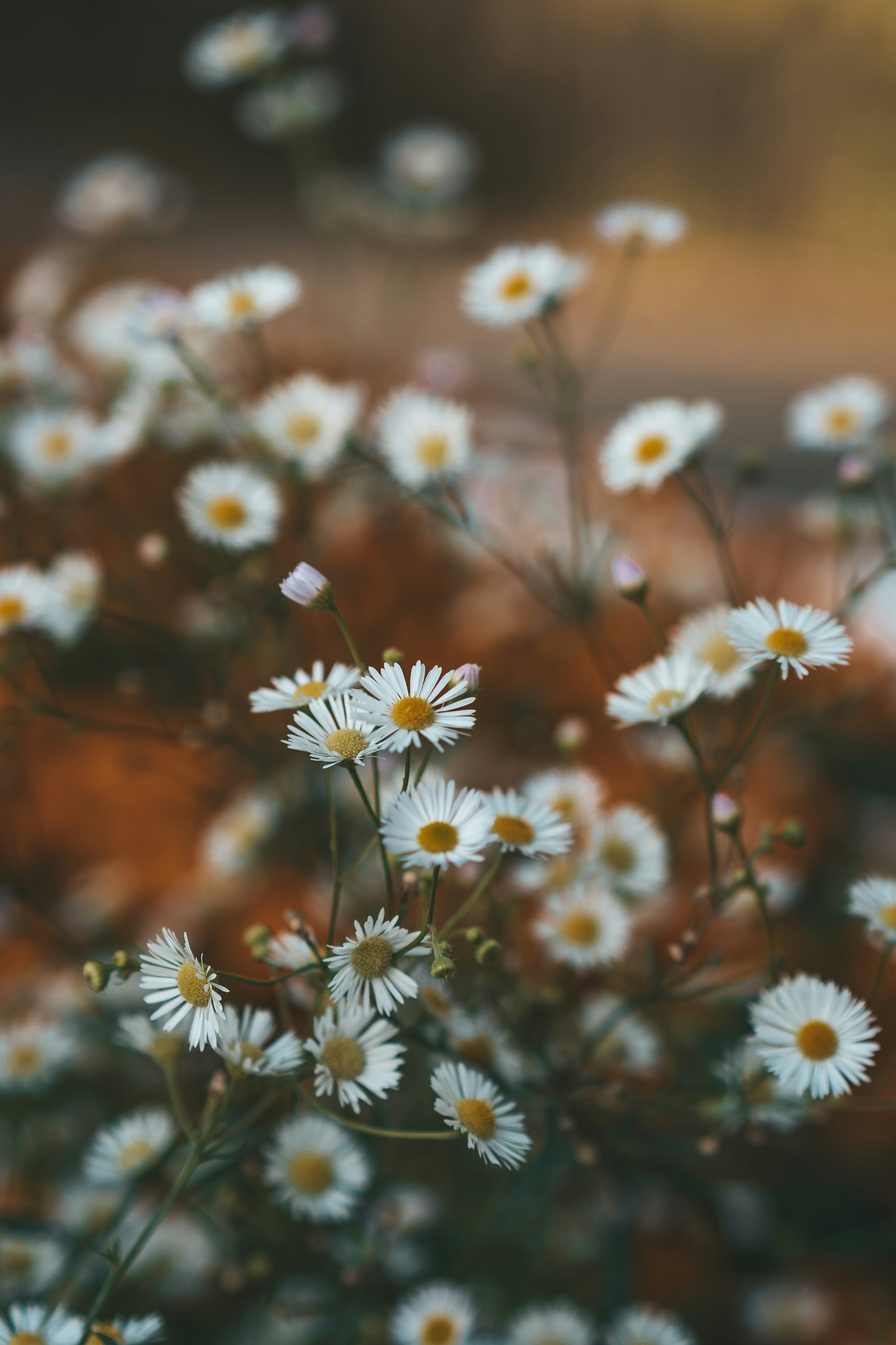 Field of small white daisies with yellow centers