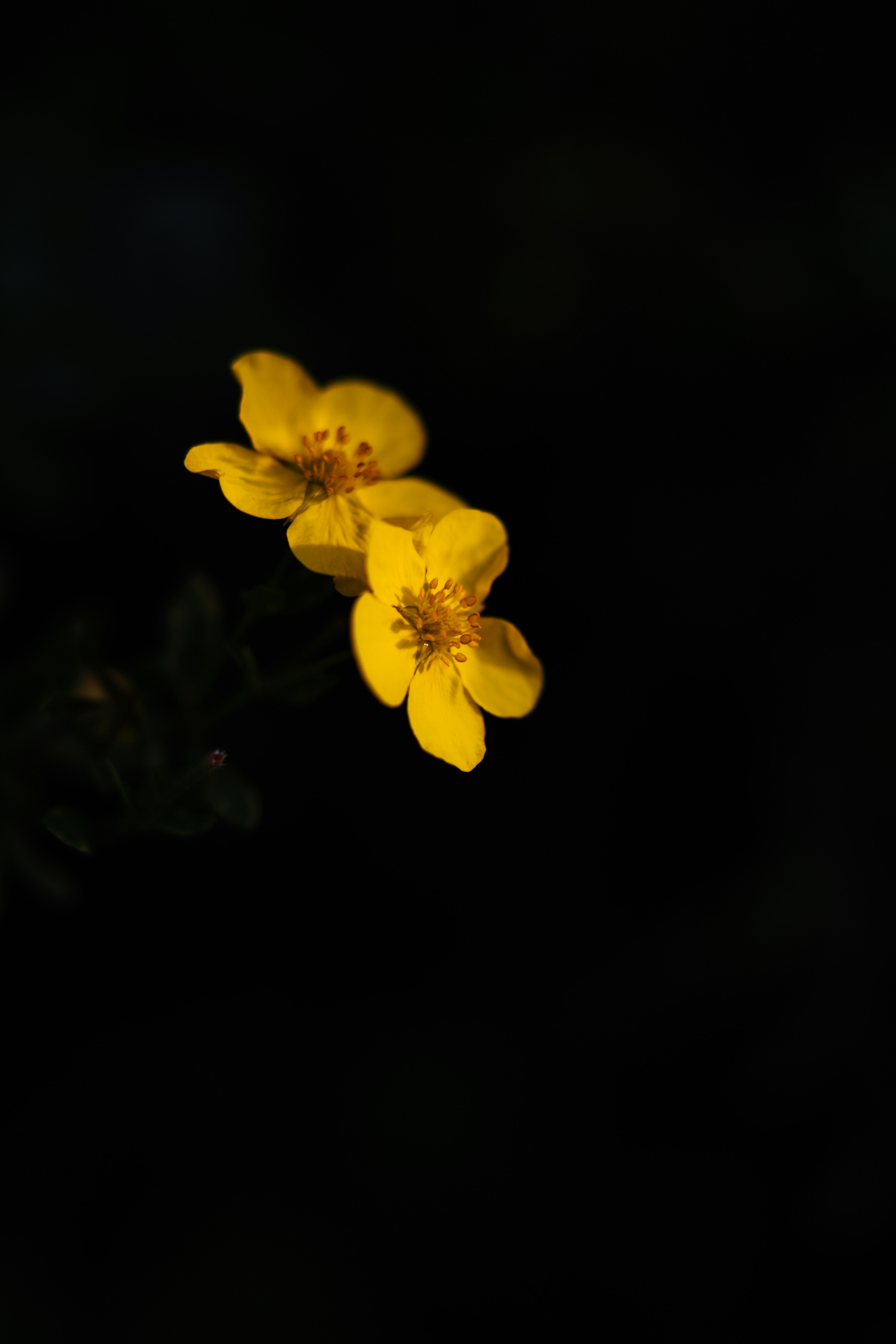 Two yellow flowers illuminated against dark background