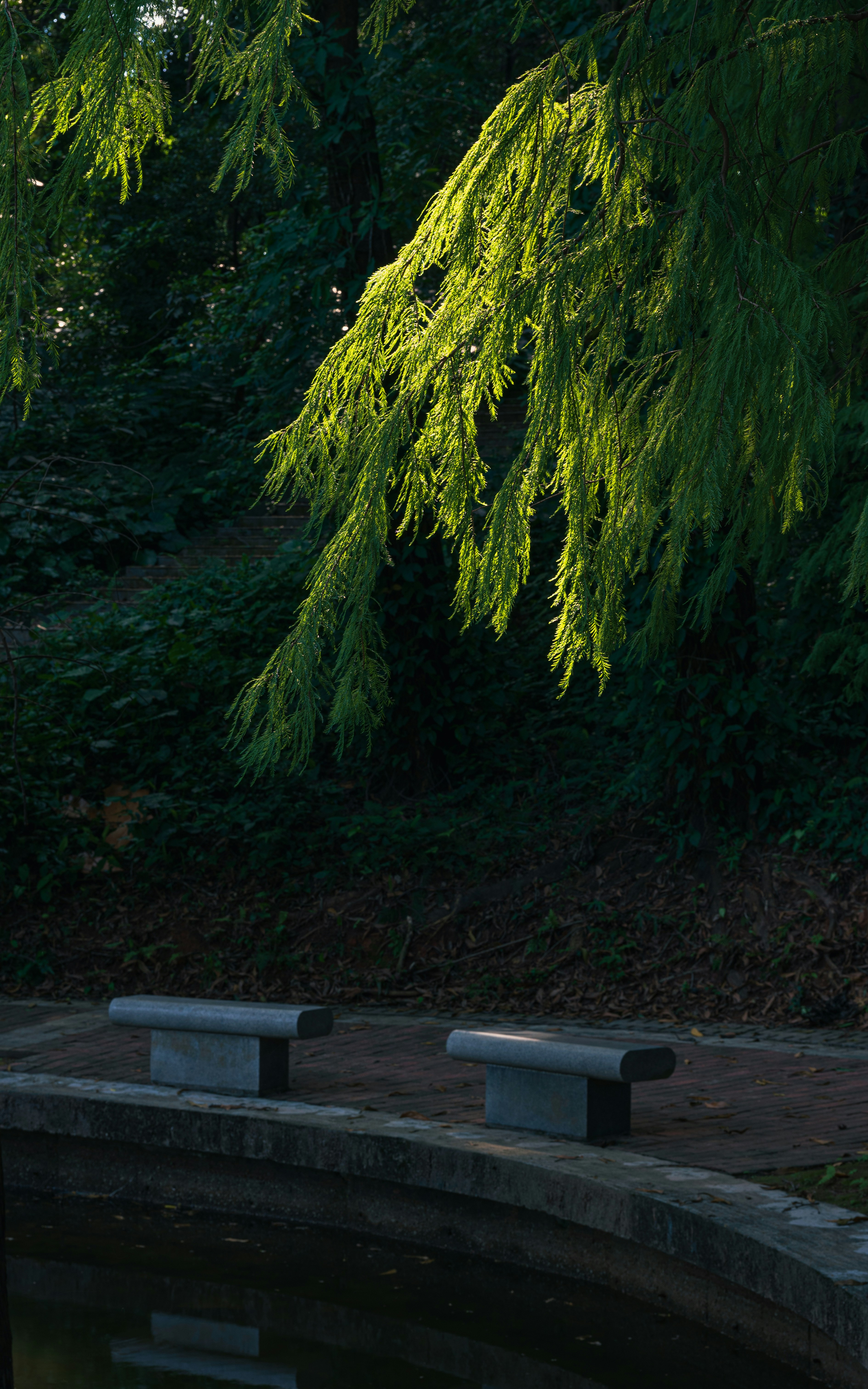 Sunlight filters through lush green foliage, casting a warm glow on benches beside a tranquil pond. A peaceful scene invites contemplation.