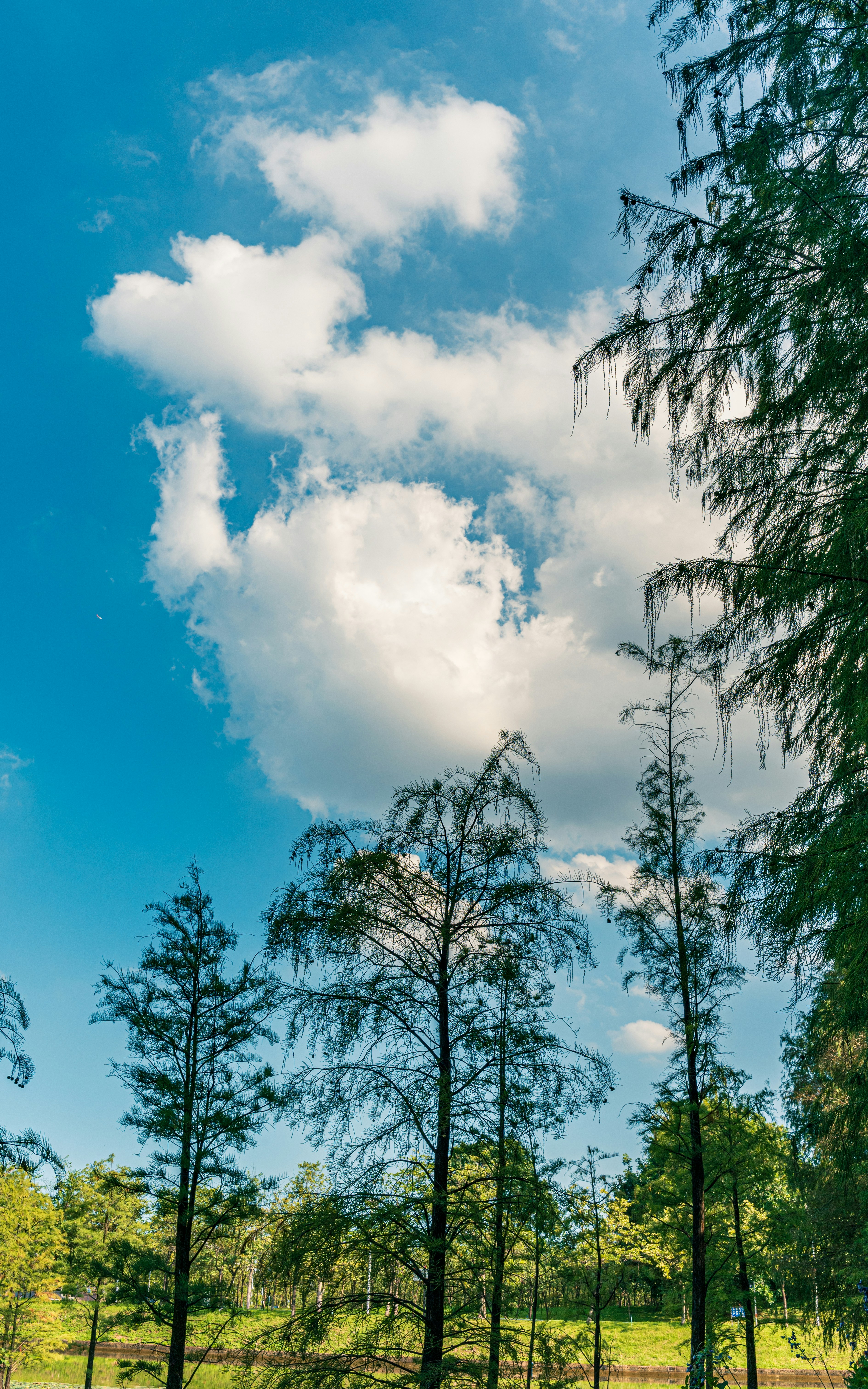 Skyward Pines: A Row of Tall Trees Under a Bright Azure Sky