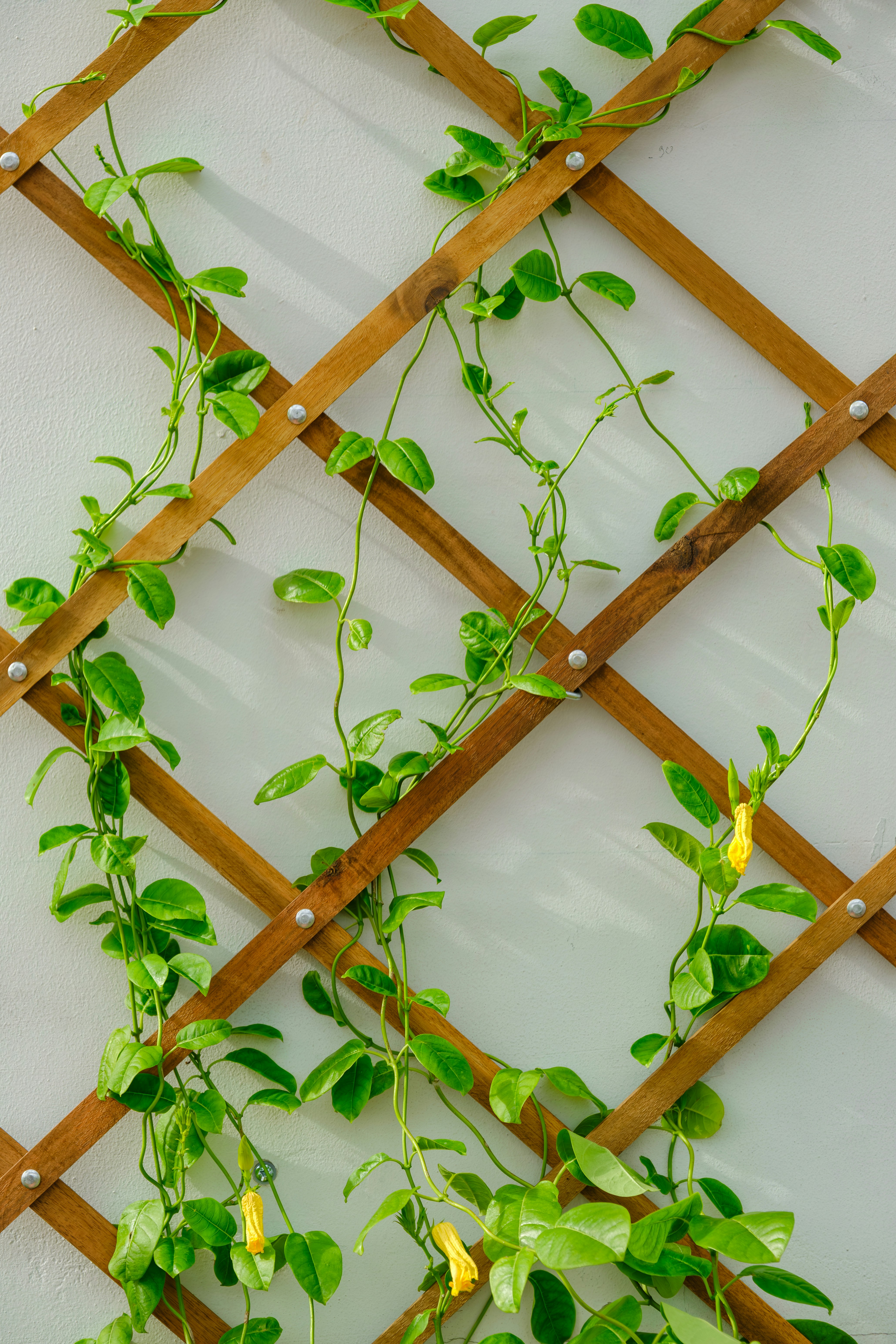 Green vines growing on a wooden lattice