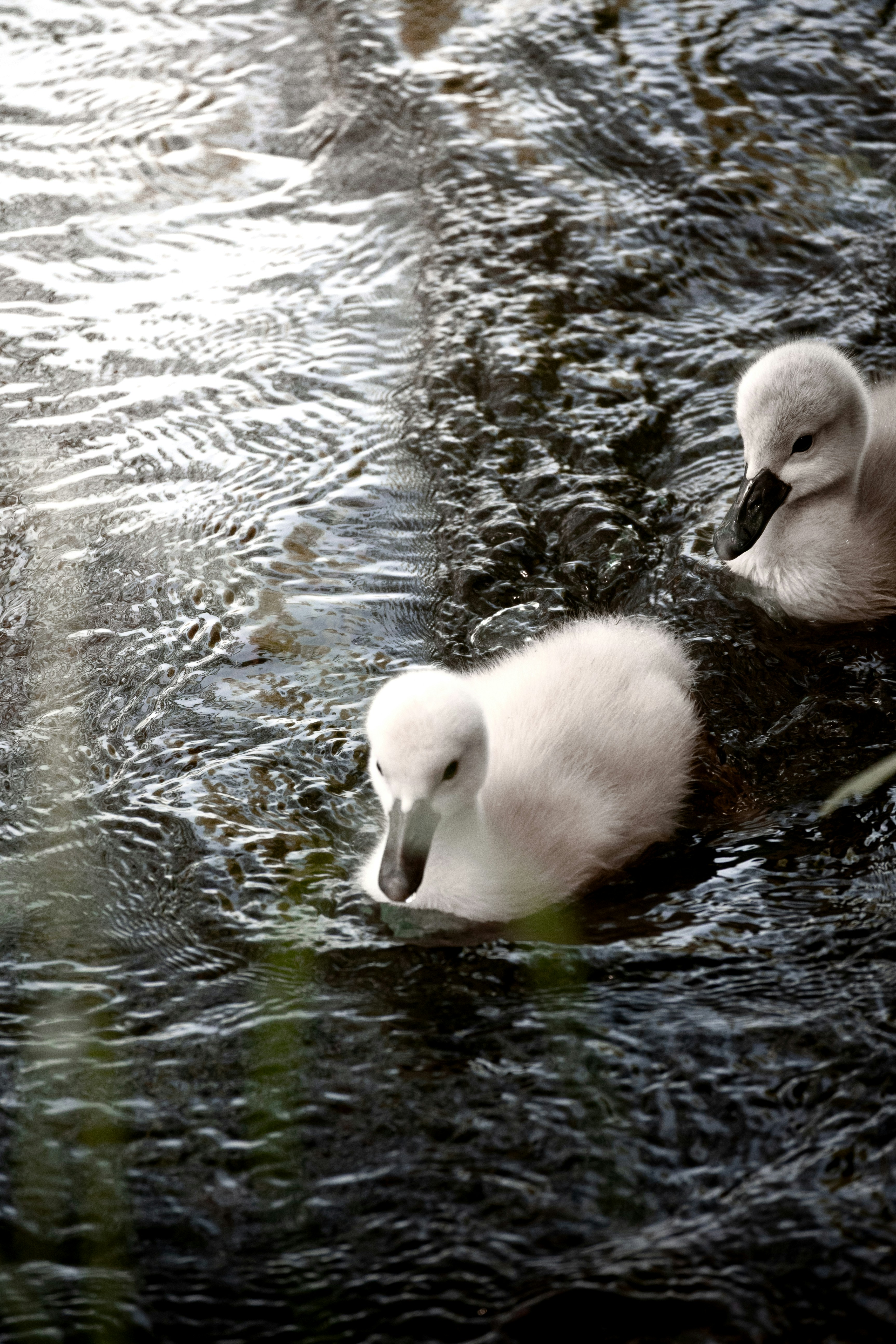 Gentle Ripples of Youth