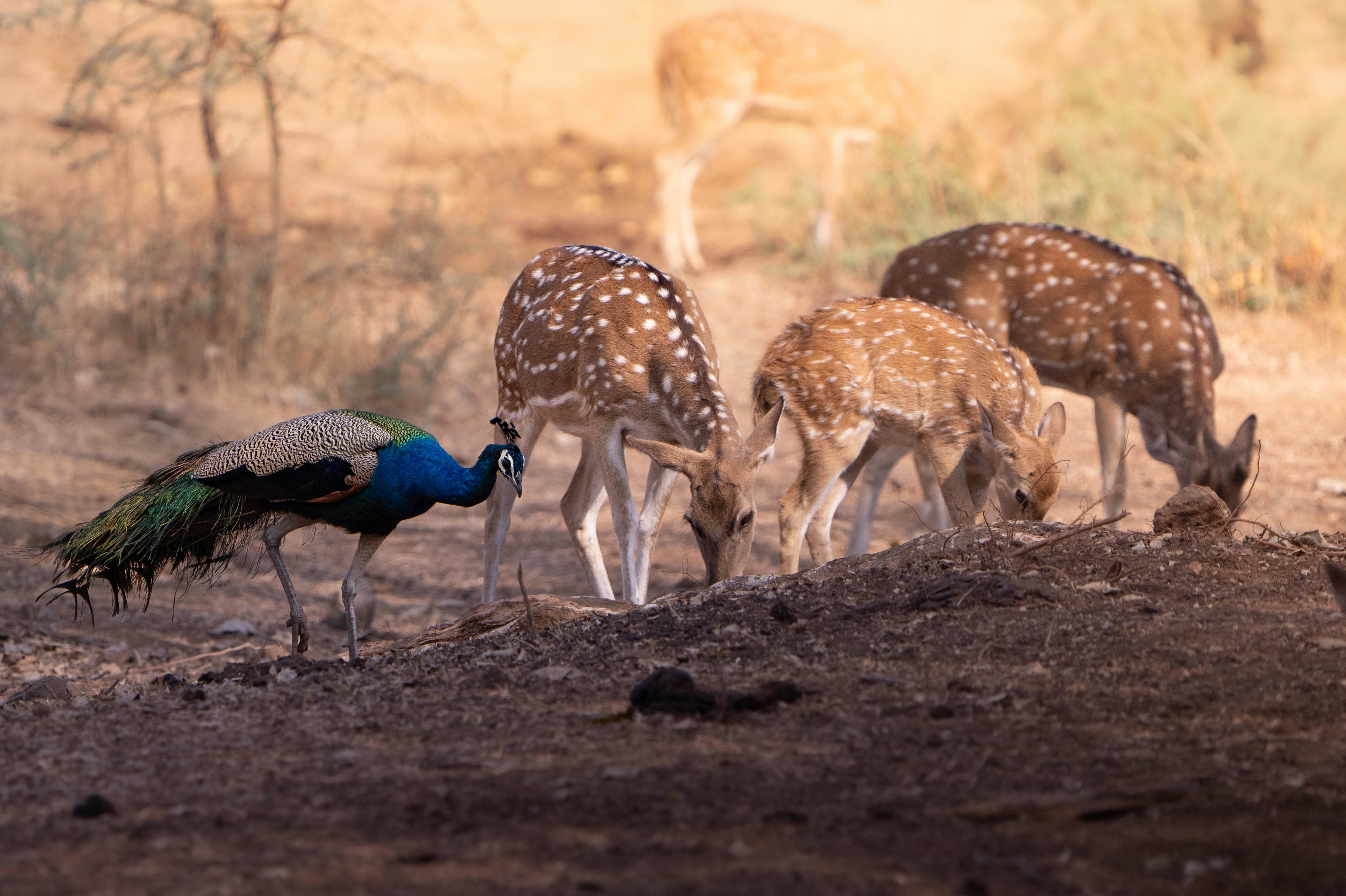 Harmony in Nature: A Peacock Amidst Spotted Deer