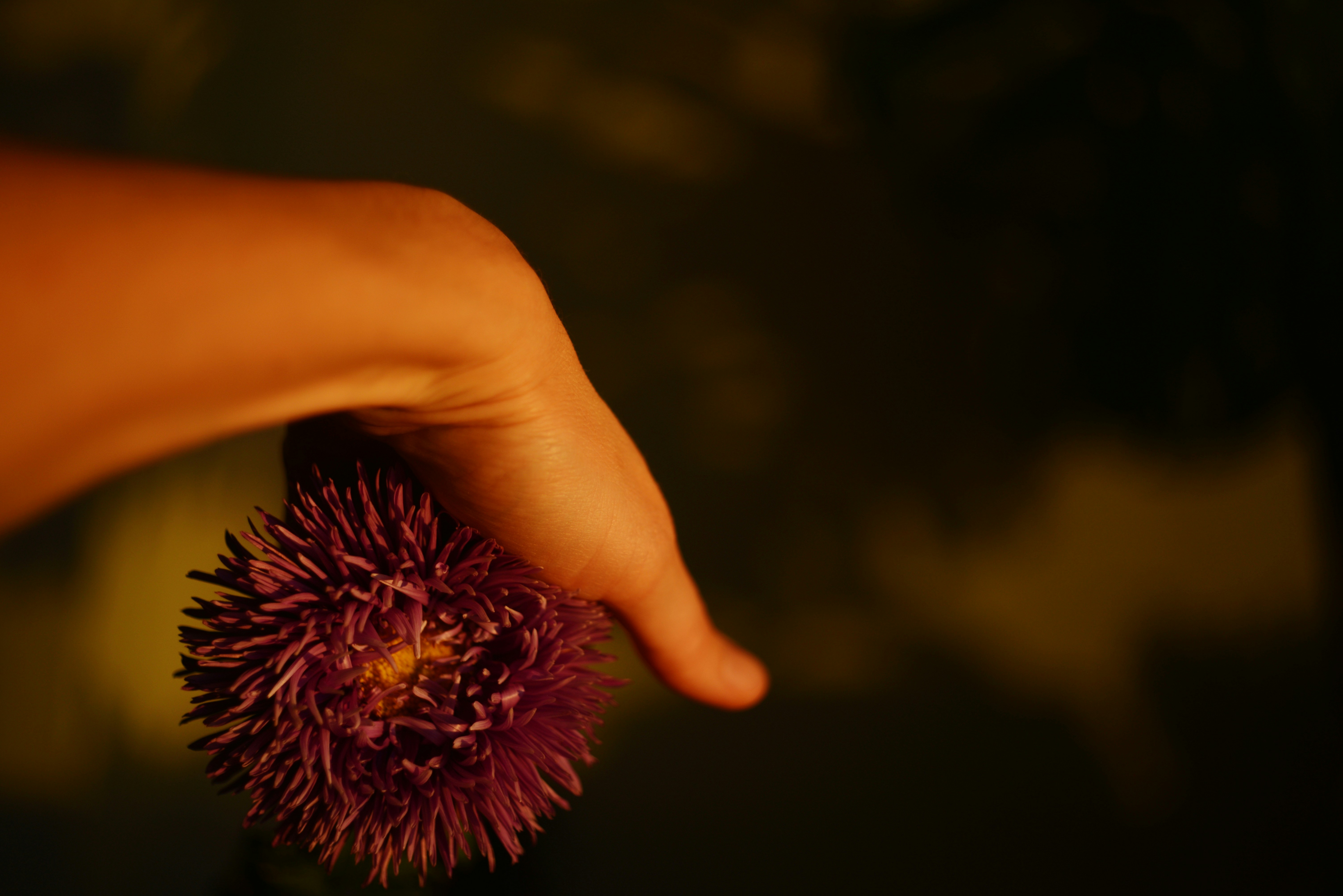 A hand gently holds a vibrant purple flower against a softly blurred background, highlighting the intricate details of the bloom.
