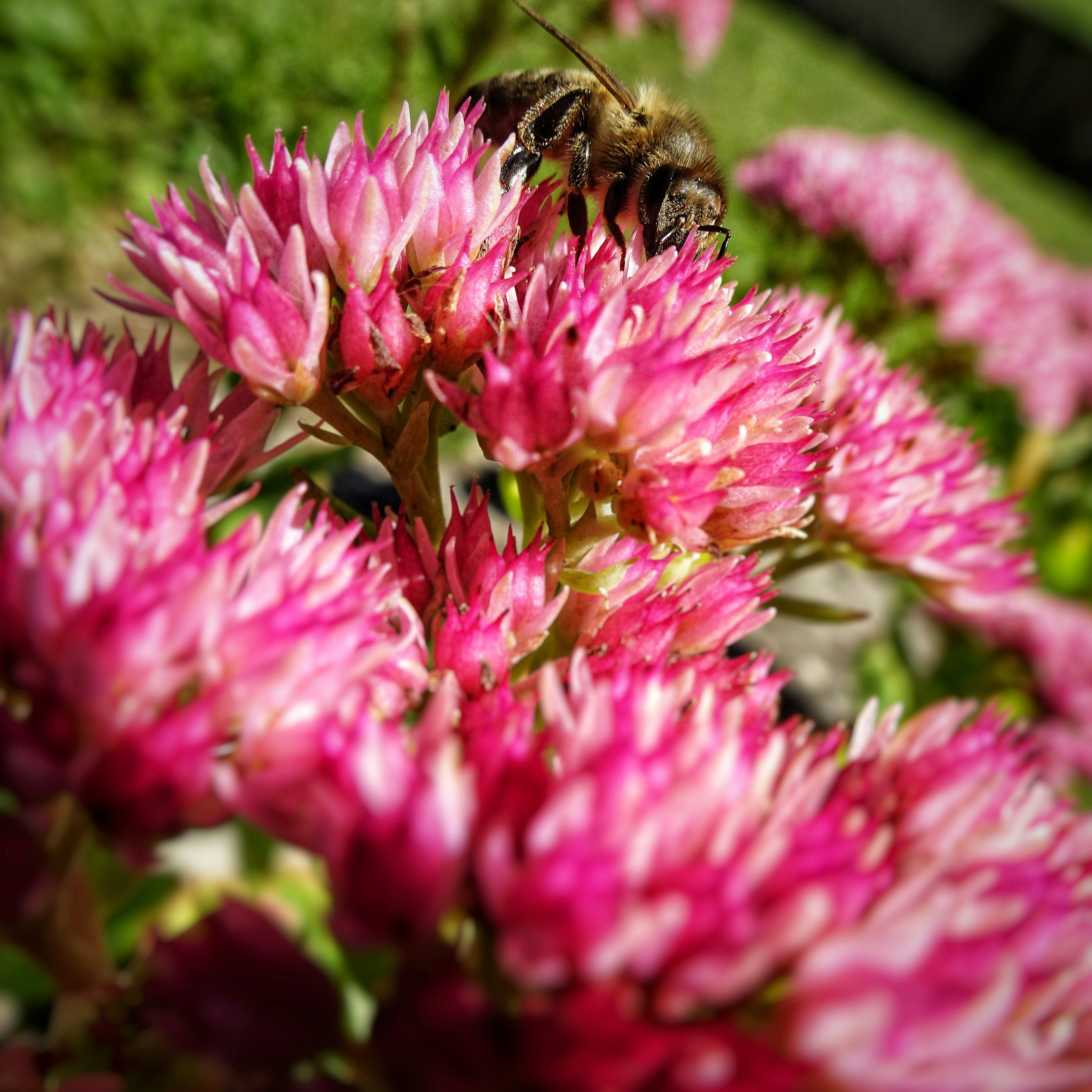 A bee on a pink flower in sunlight.