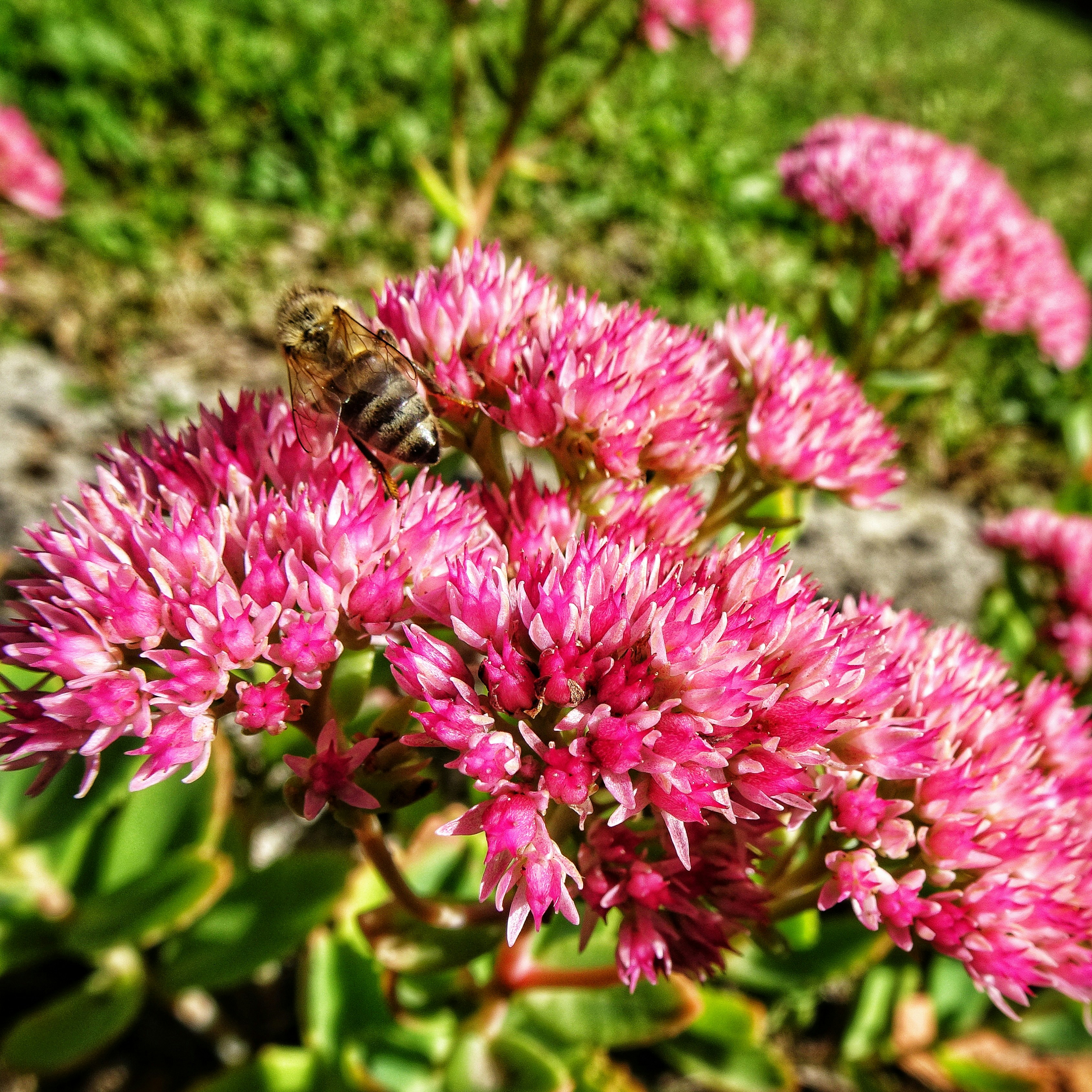 A bee on a cluster of pink flowers