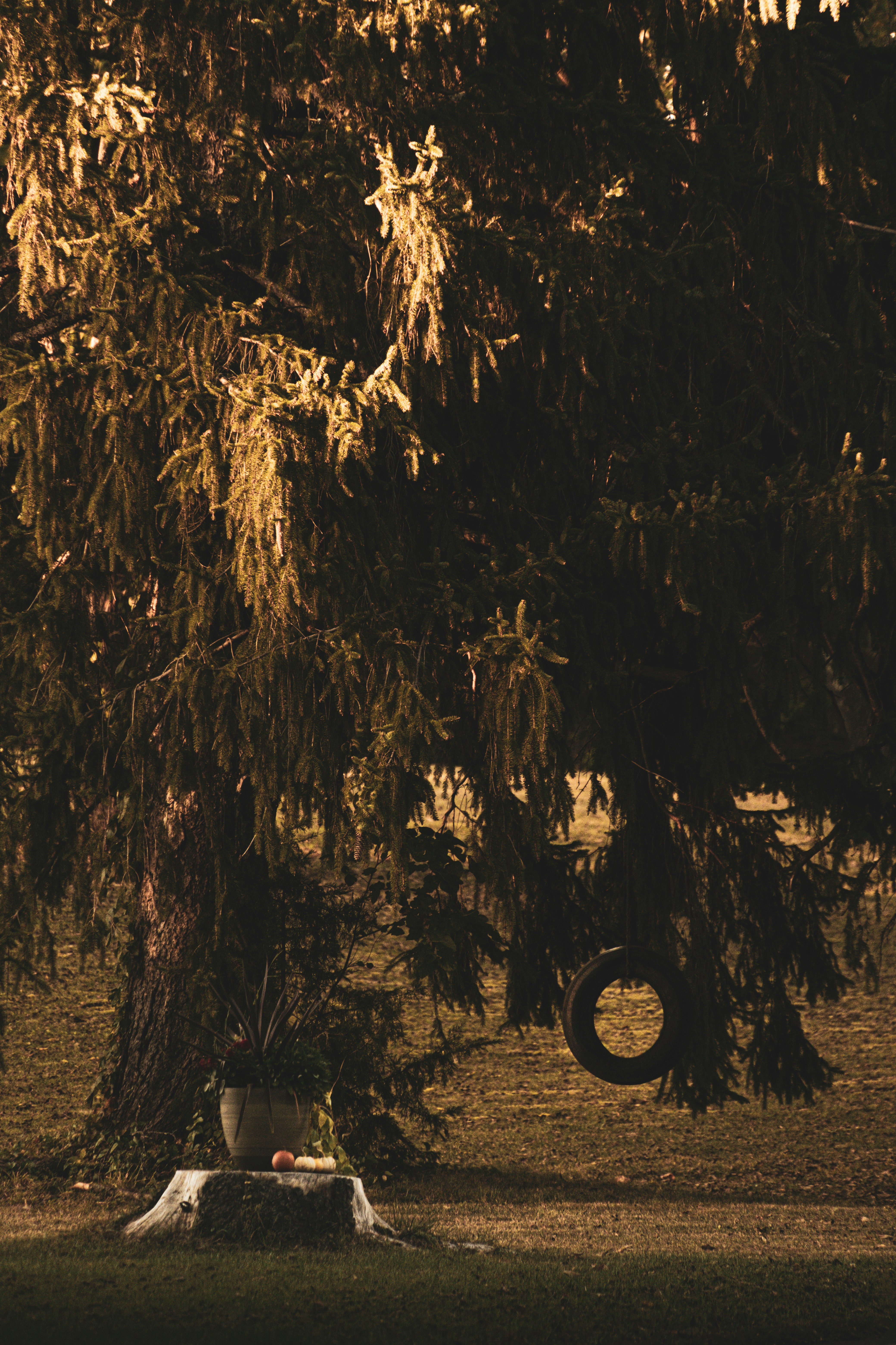 Whispers of Nostalgia Under the Old Pine