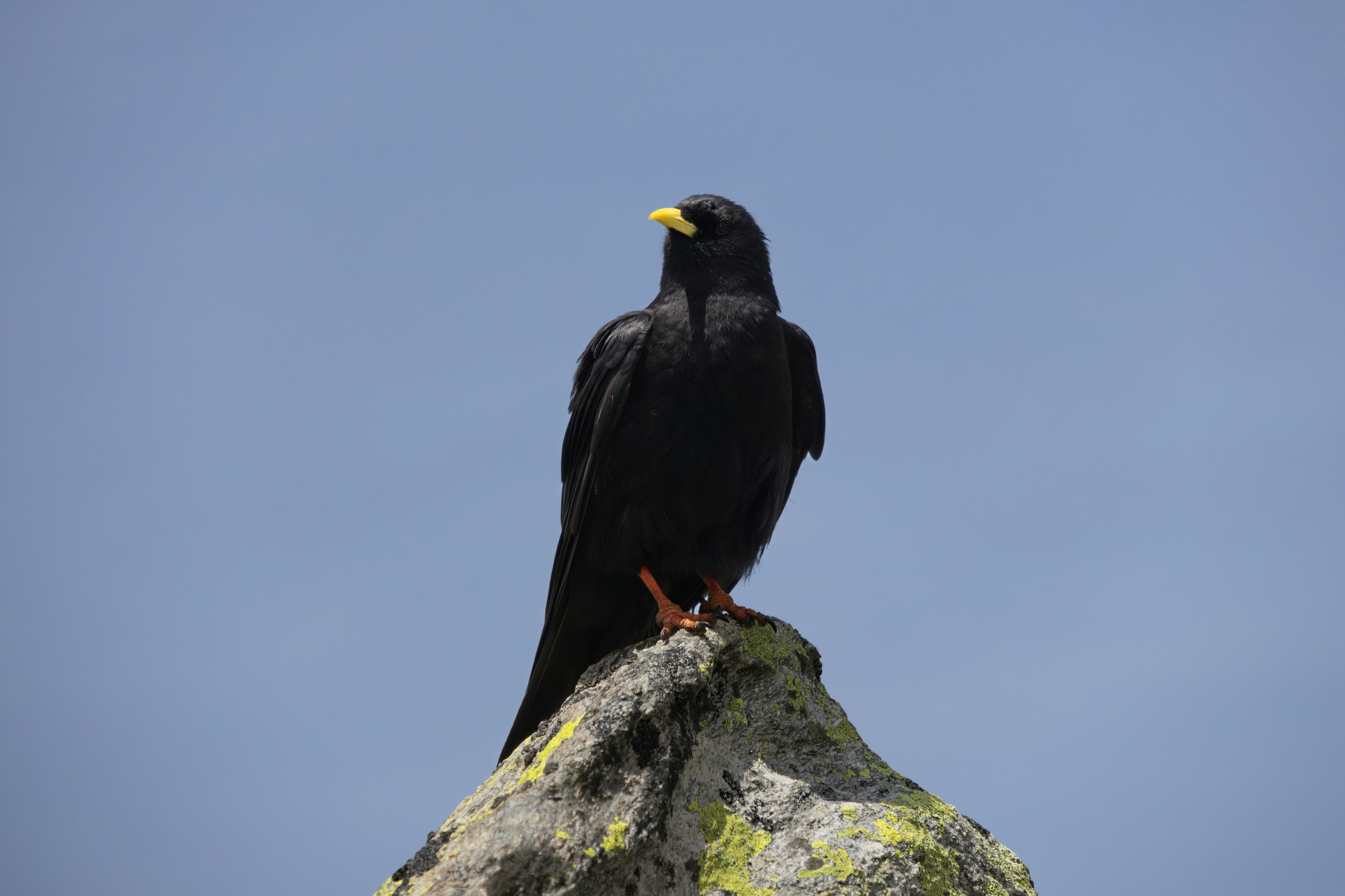 Black bird with yellow beak on a rock.