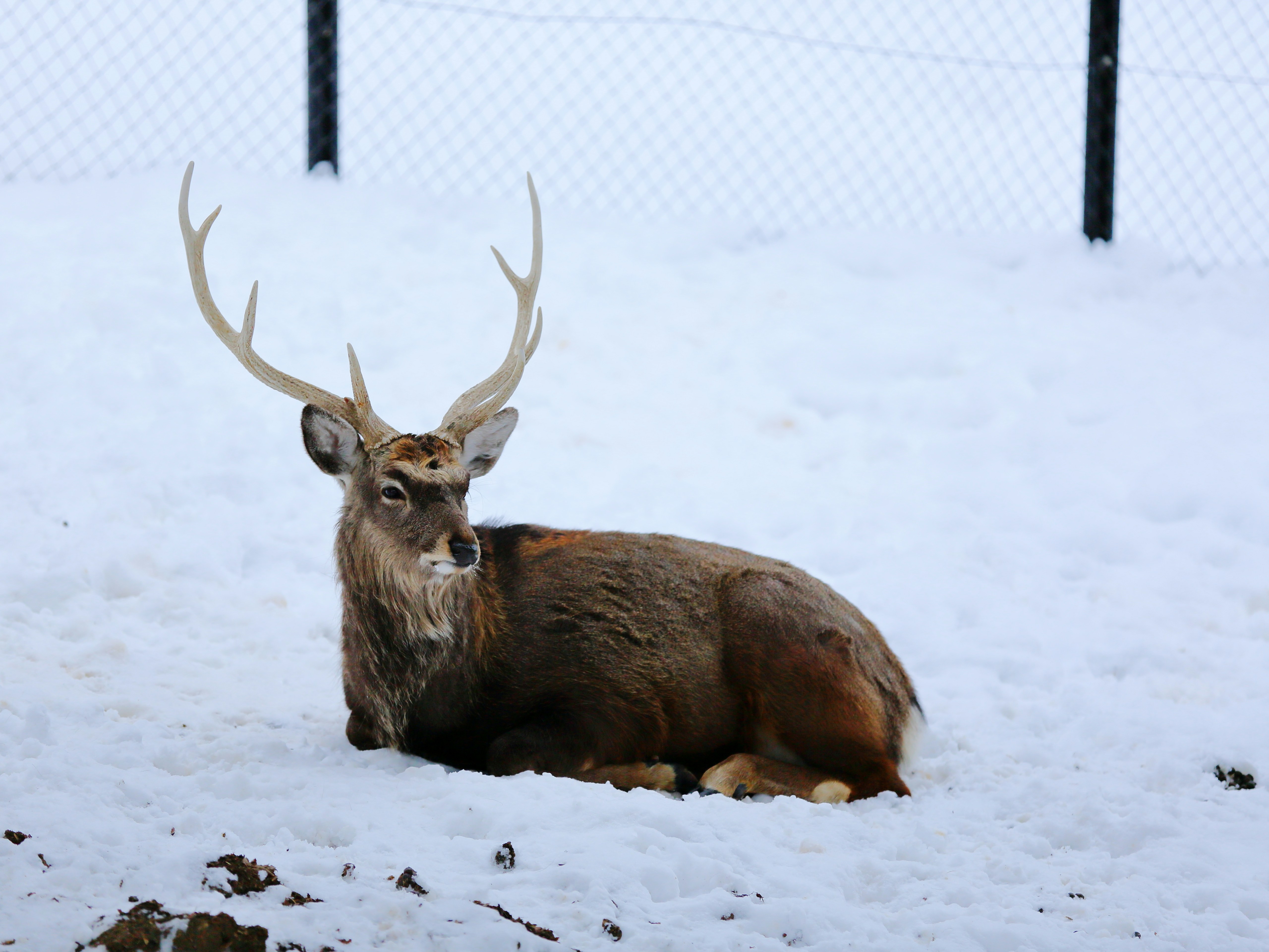 A deer with large antlers rests in the snow.